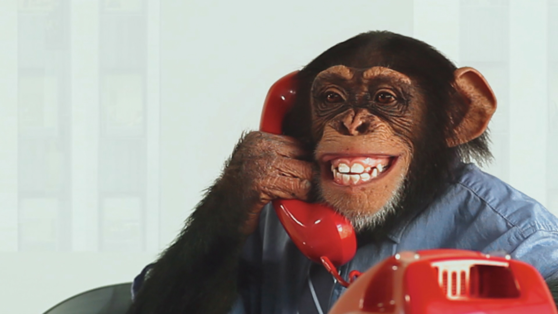 Gimnasio En La Jungla Para Perros La Jungla Petservices