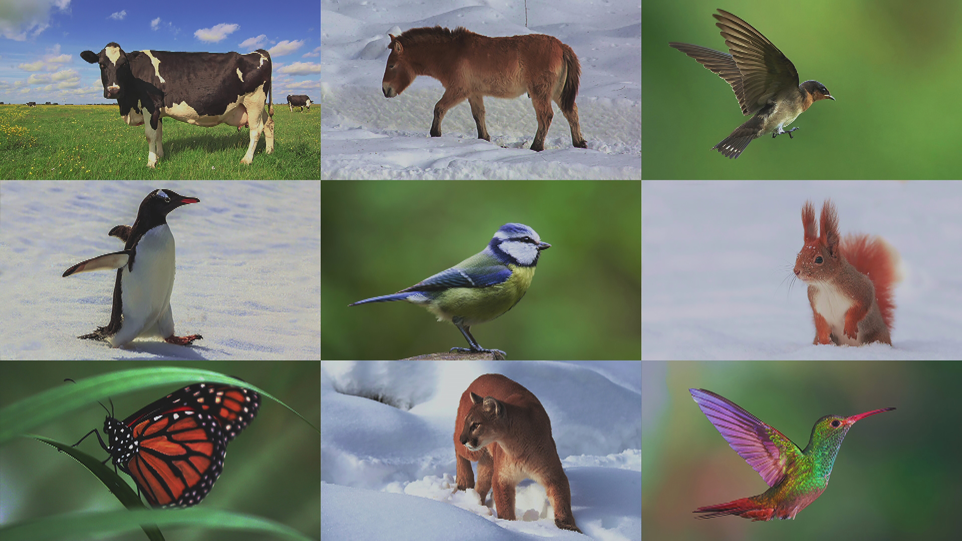 Ve Zoofari: Zoofari - Diversión en la Nieve/ Granja de Zoofari. Disfruta la serie completa en ...