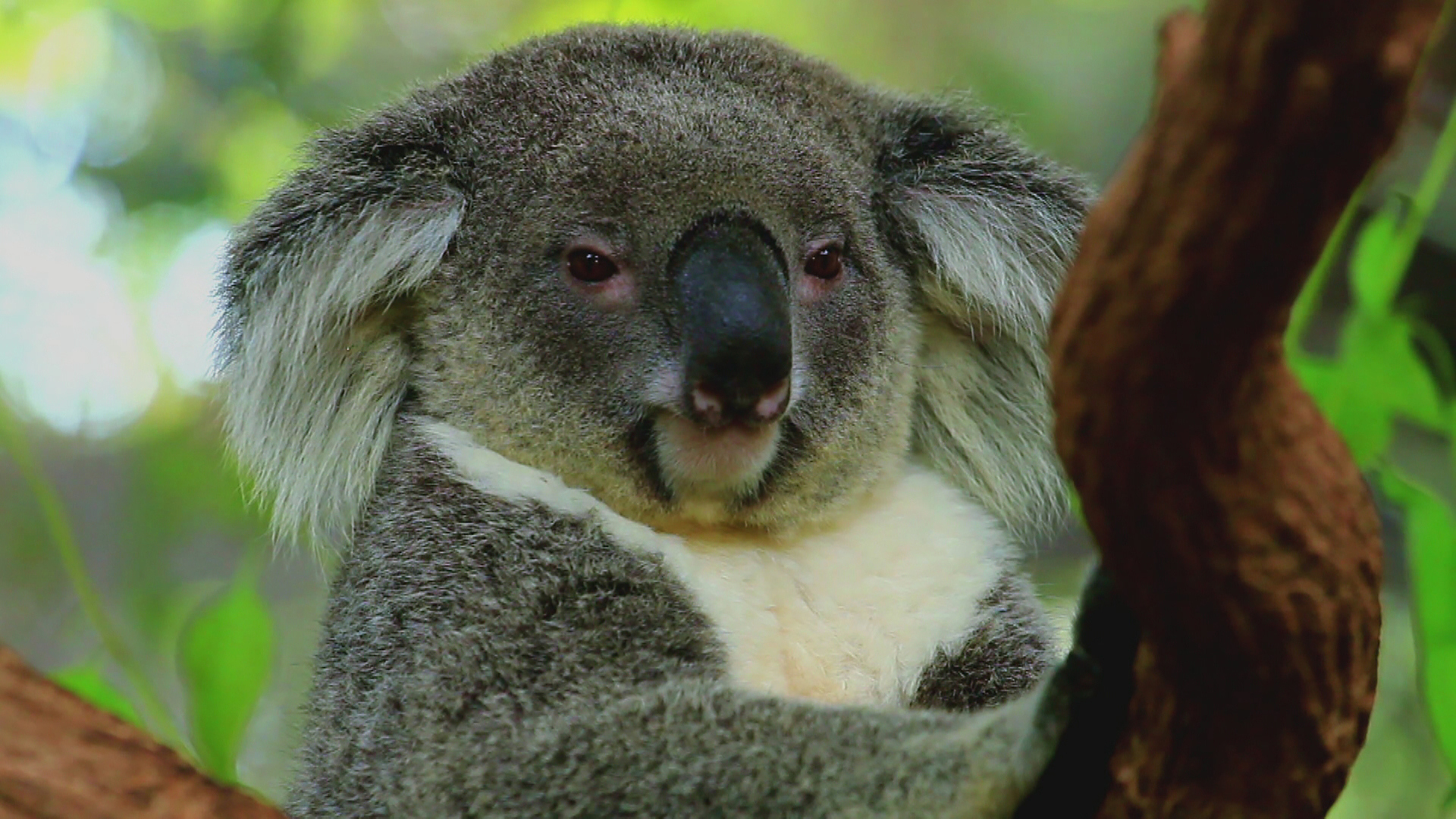 Ve Zoofari: Zoofari - Amigos por Doquier / Escondidas. Disfruta la serie completa en Paramount+ ...