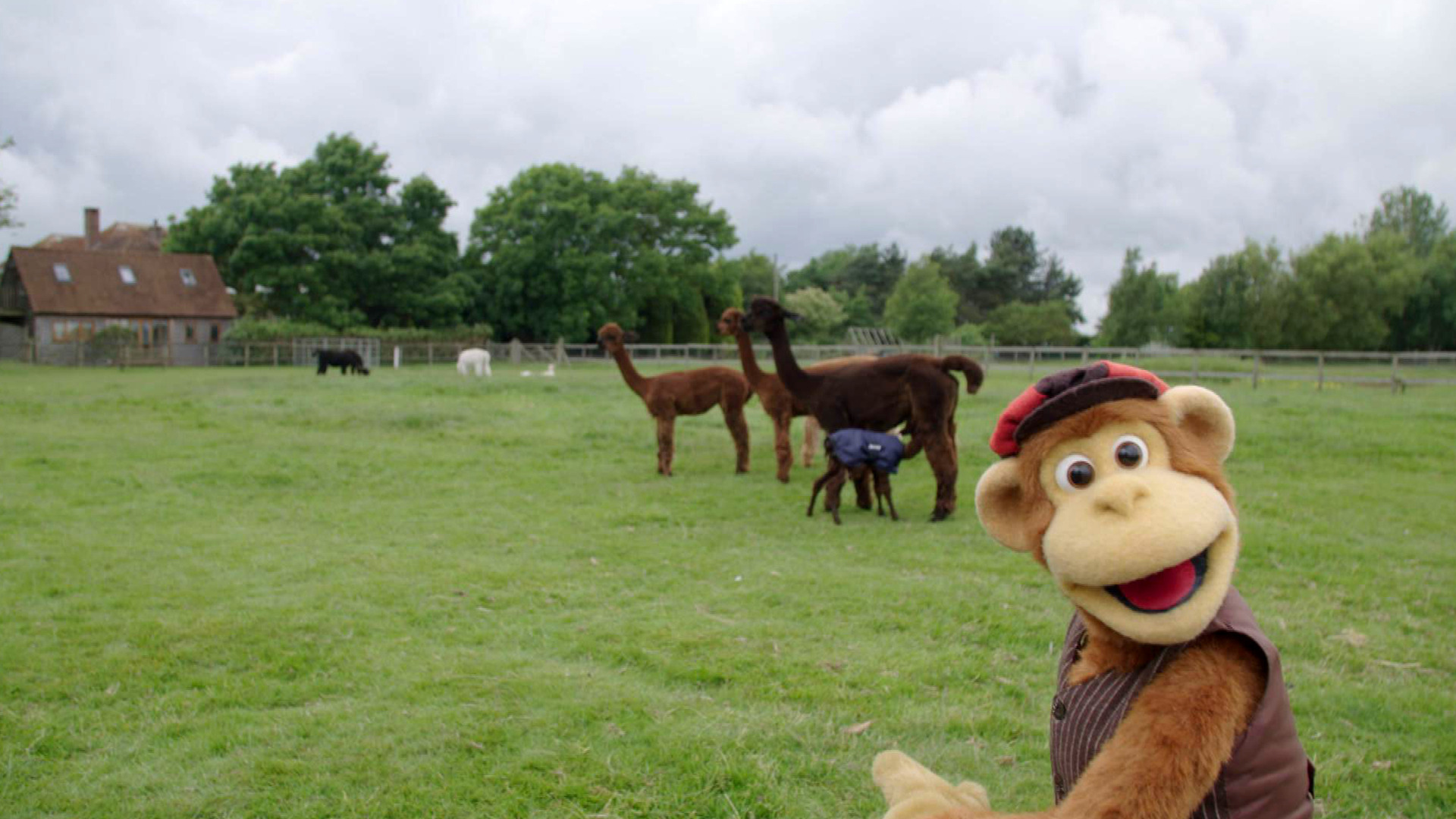 Watch Milkshake! Monkey: Milkshake! Monkey - Egg Collecting - Full Show ...