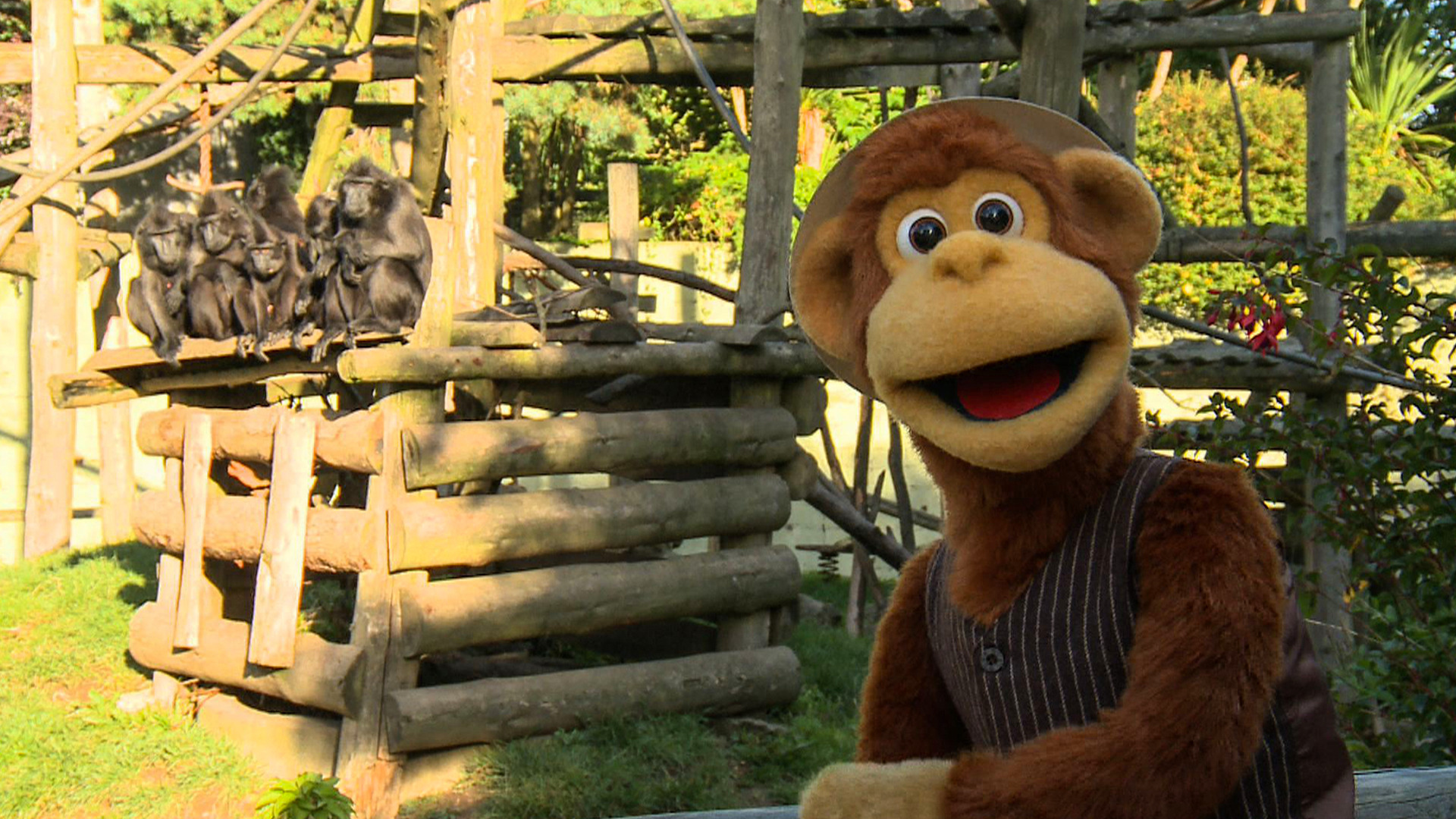 Watch Milkshake! Monkey: Milkshake! Monkey - Zoo Keeper - Full Show on ...