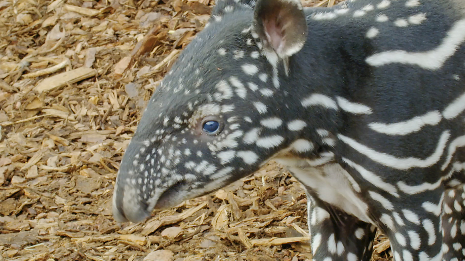 Watch Wonderful World of Baby Animals: Wonderful World of Baby Animals ...