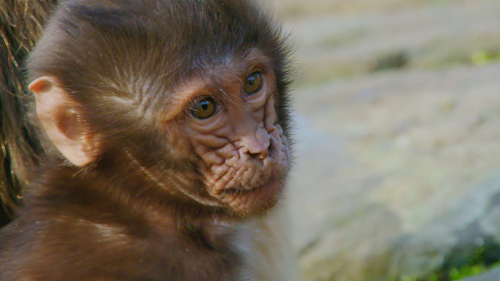 Watch Wonderful World of Baby Animals: Wonderful World of Baby Animals ...