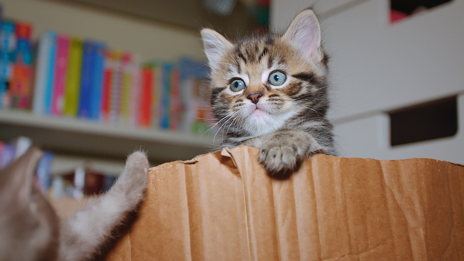 Watch Wonderful World of Baby Animals Season 1 Episode 11: Baby Kittens ...