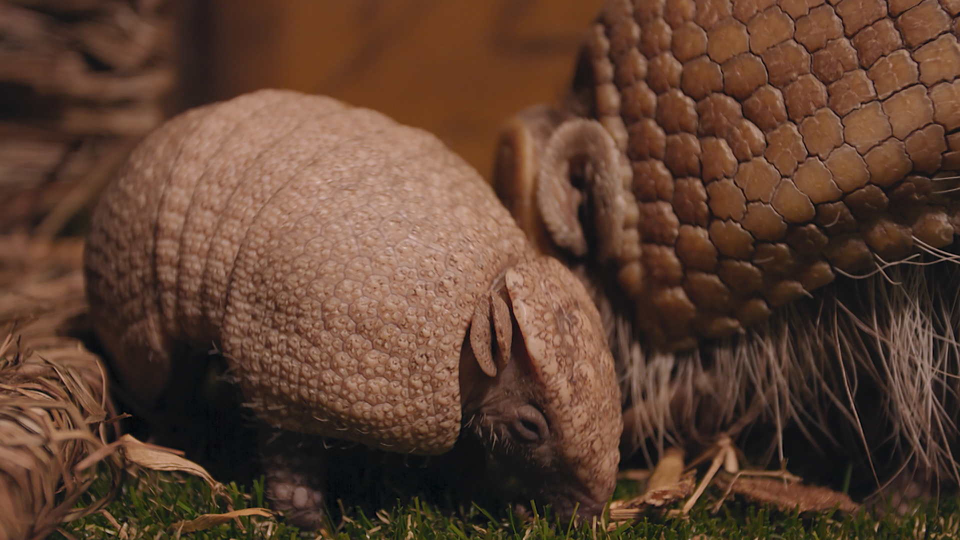 Watch Wonderful World of Baby Animals: Wonderful World of Baby Animals ...