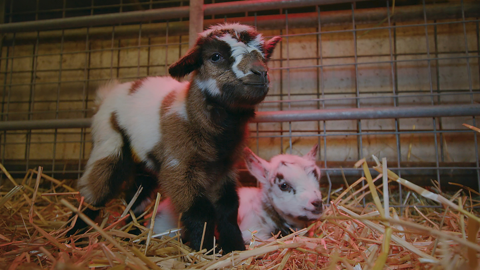 Watch Wonderful World of Baby Animals: Wonderful World of Baby Animals ...