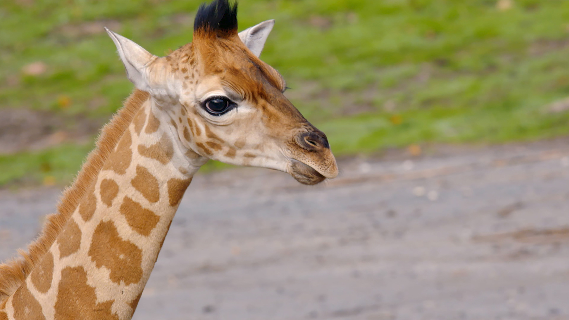 Watch Wonderful World of Baby Animals: Wonderful World of Baby Animals ...