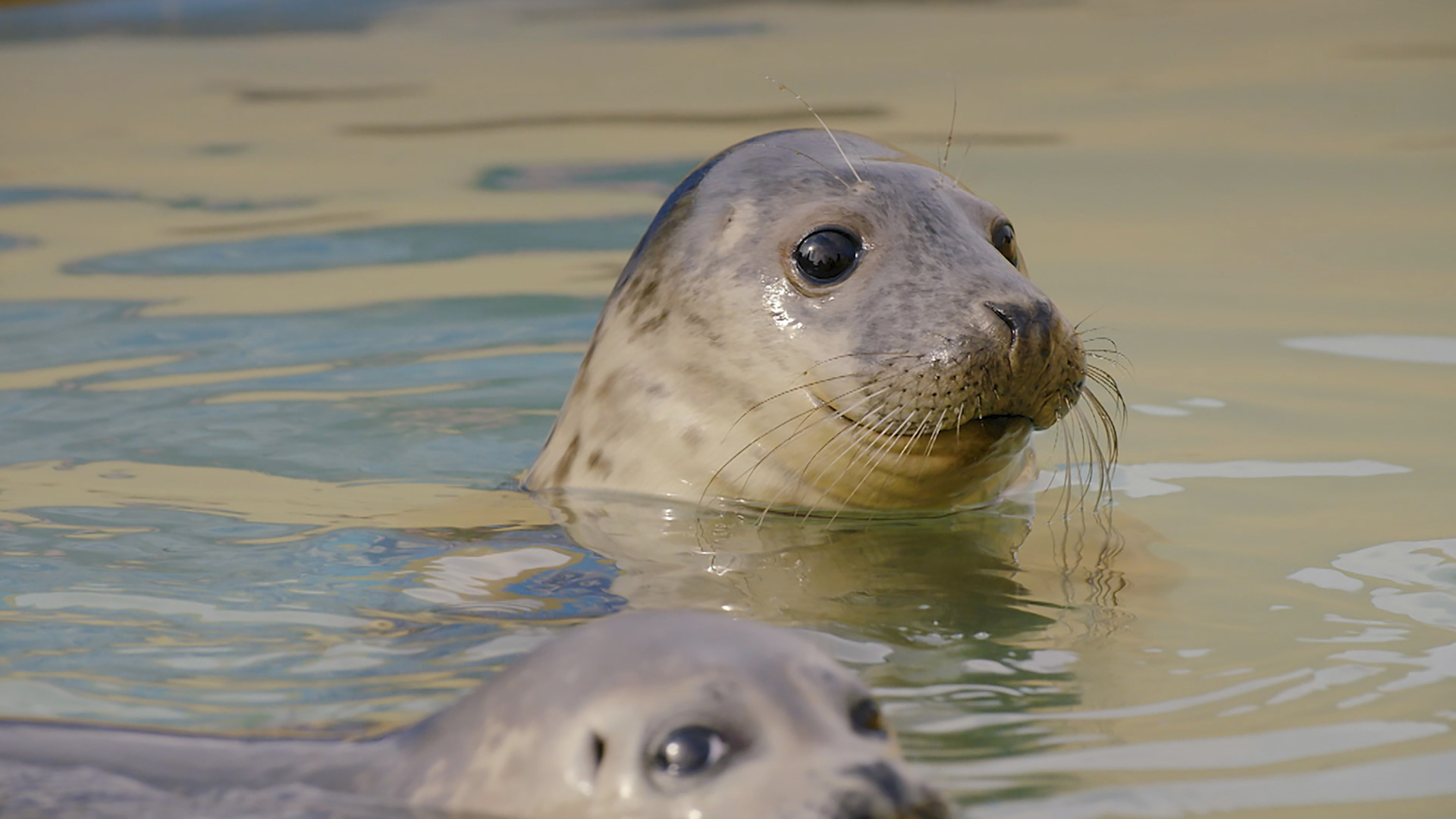 Watch Wonderful World of Baby Animals Season 1 Episode 12: Wonderful ...