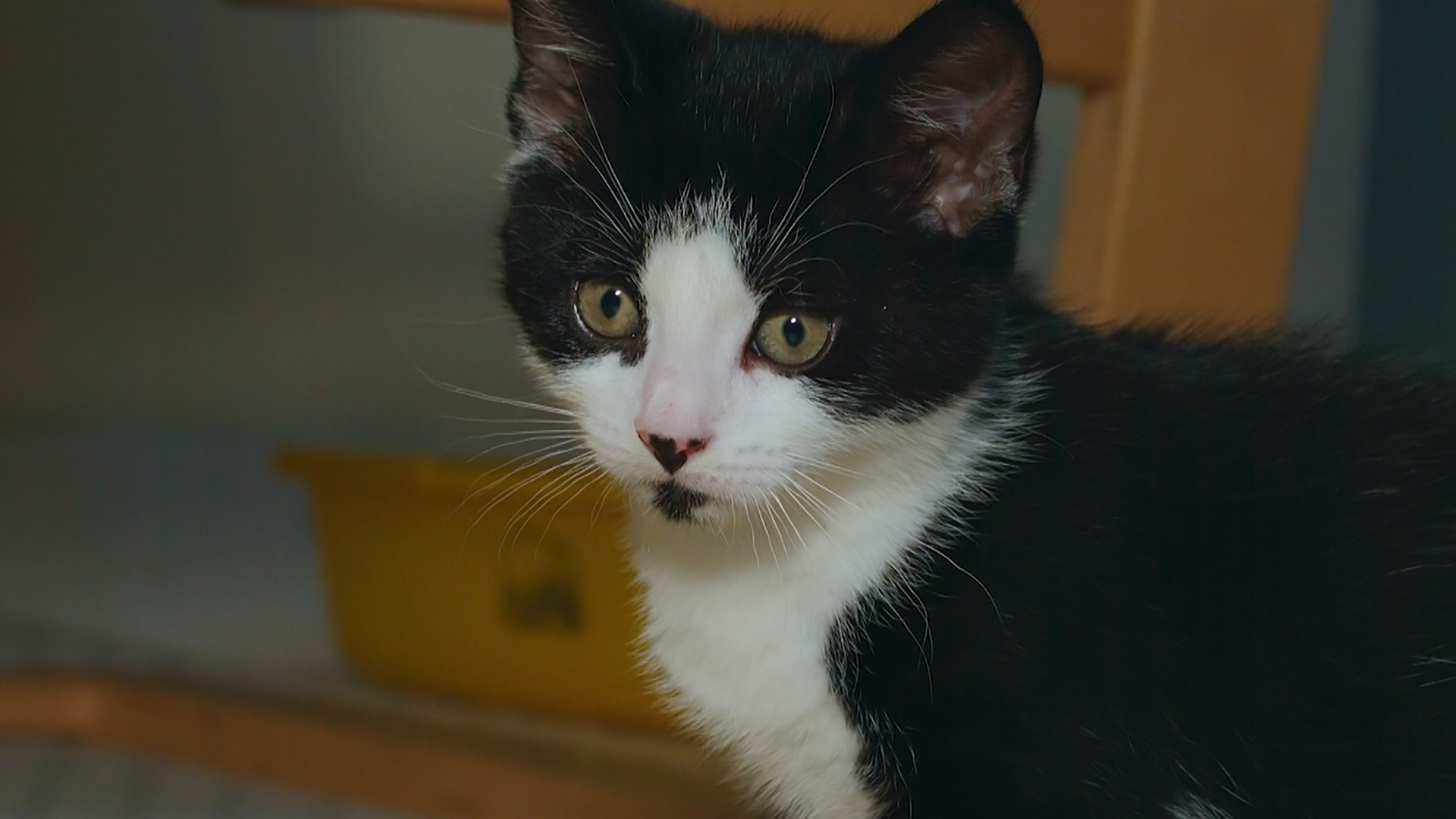 Watch Wonderful World of Baby Animals: Wonderful World of Baby Animals ...