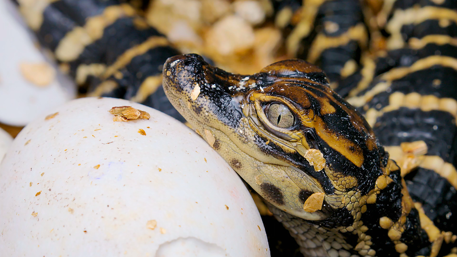 Watch Wonderful World of Baby Animals: Wonderful World of Baby Animals ...