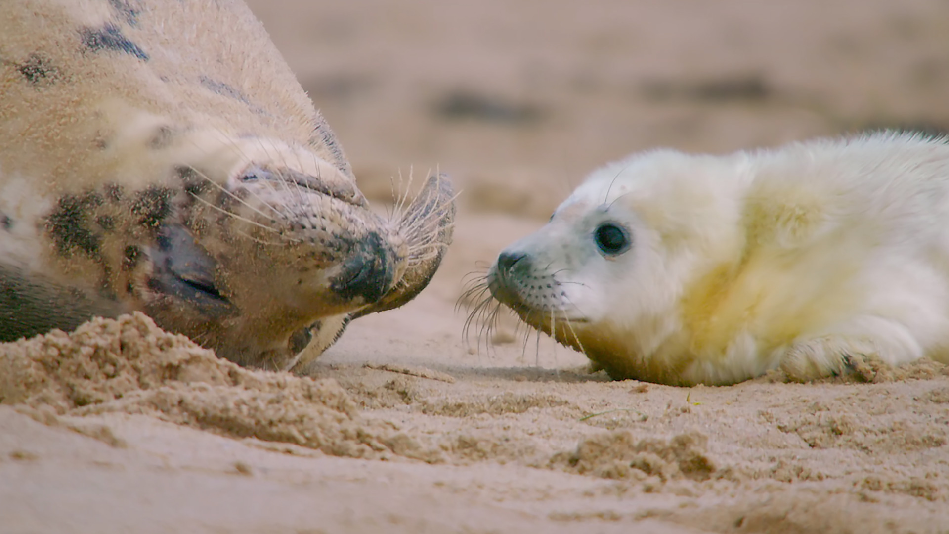 Watch Wonderful World of Baby Animals: Wonderful World of Baby Animals ...