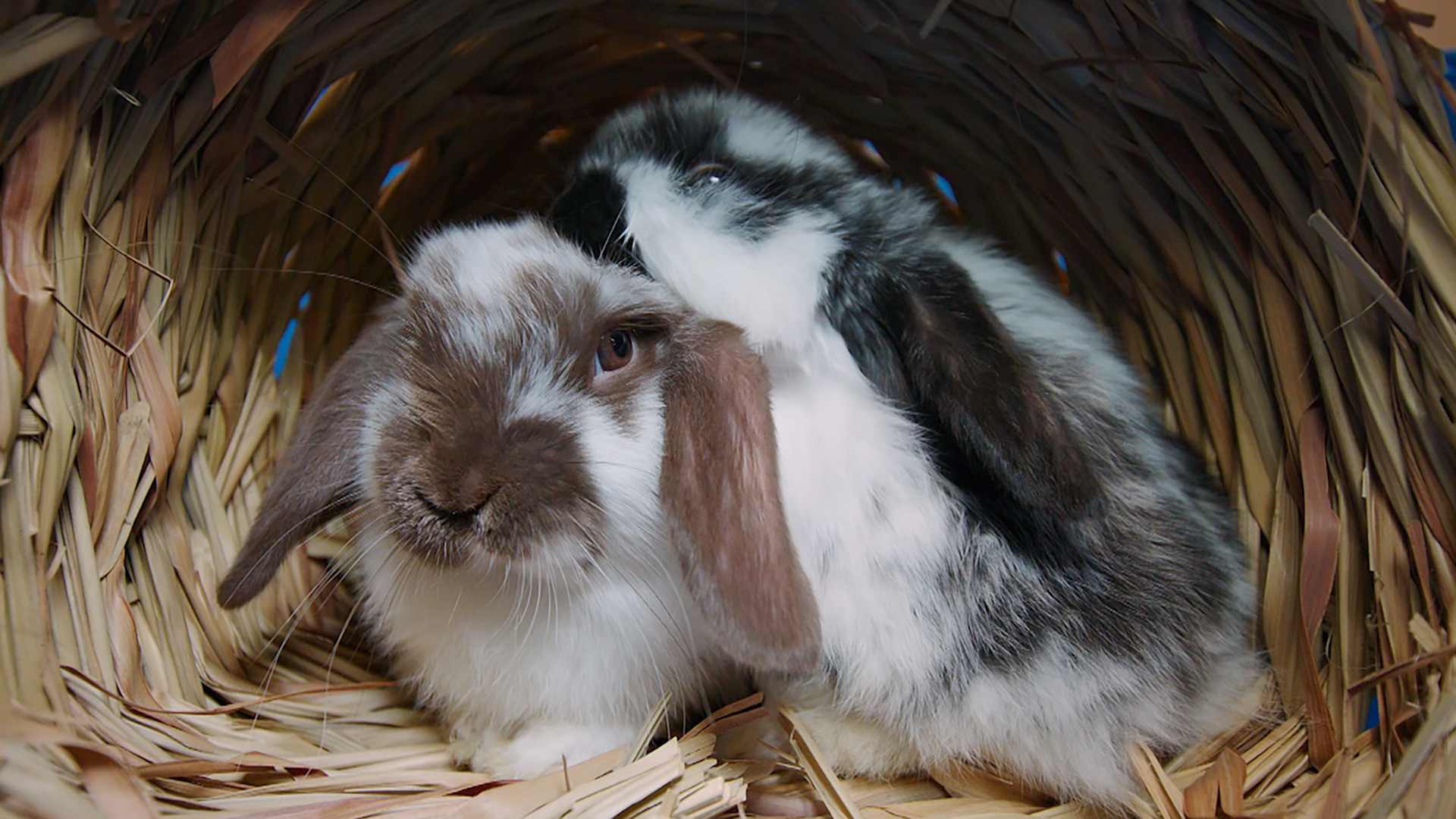 Watch Wonderful World of Baby Animals: Wonderful World of Baby Animals ...