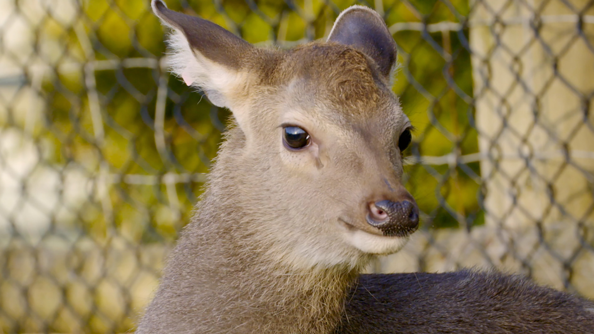 Watch Wonderful World of Baby Animals Season 1 Episode 2: Baby Deer ...