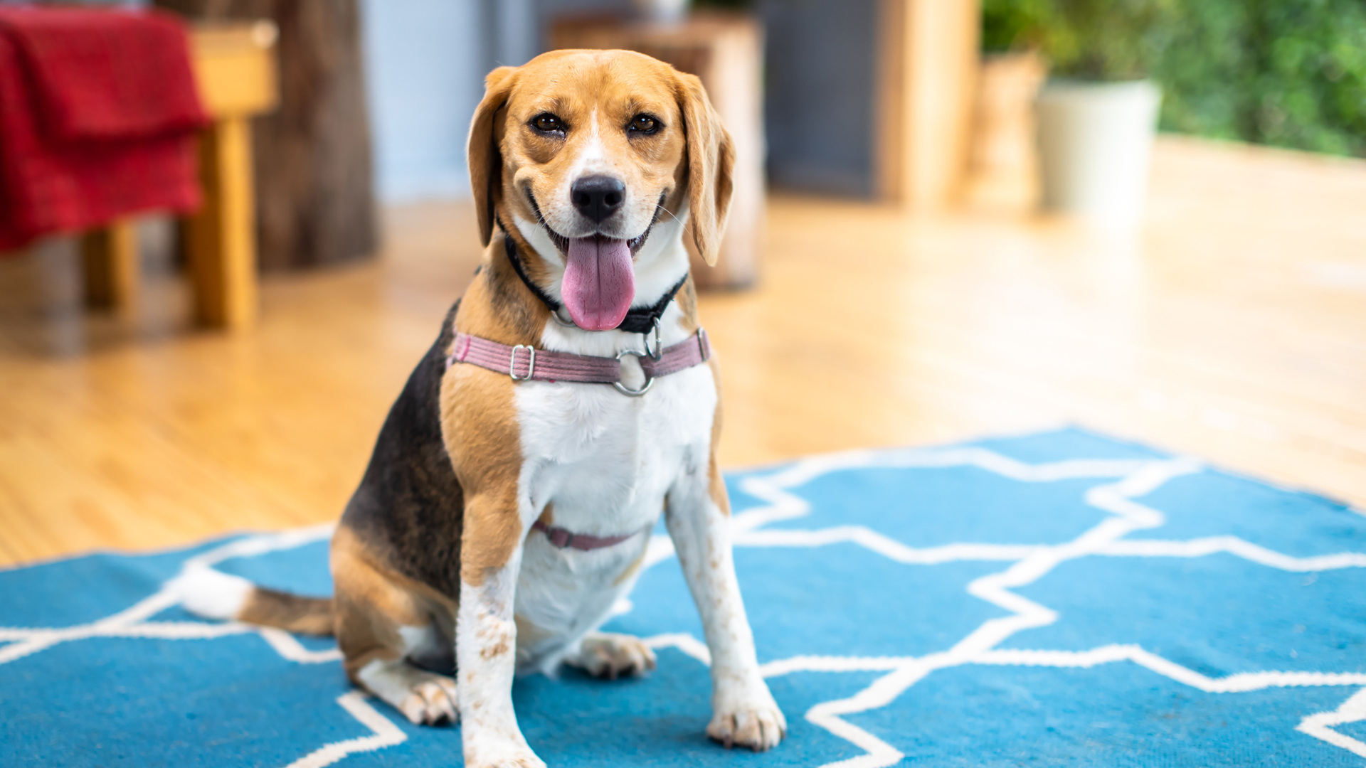 Watch The Dog House Australia Season 2 Episode 2: Episode 2 ...