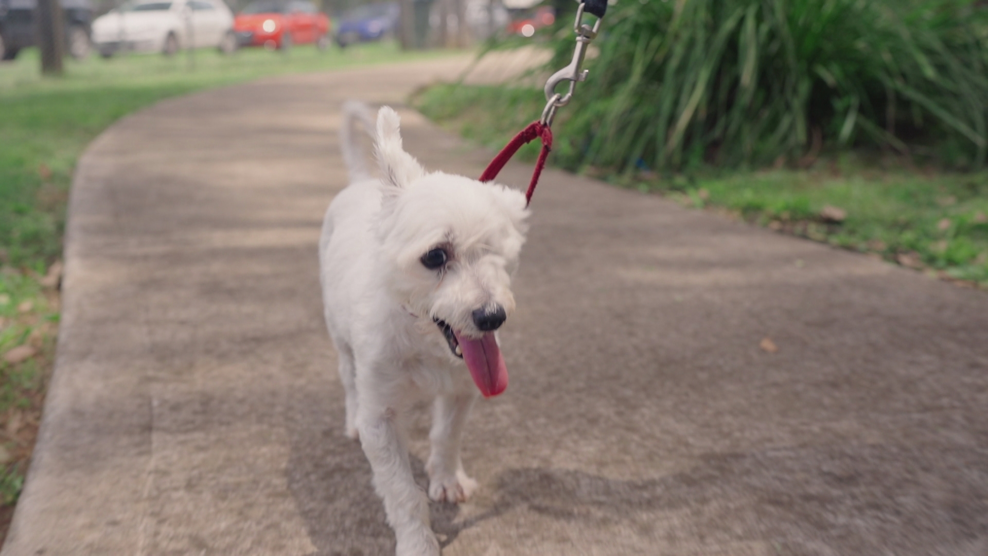 Watch The Dog House Australia Season 2 Episode 4: Episode 4 ...