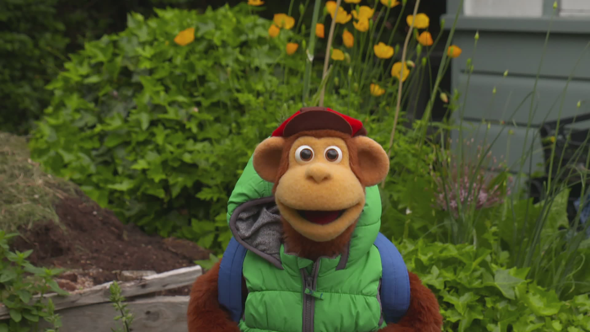 Watch Milkshake! Monkey's Amazing Adventures: Milkshake! Monkey's ...