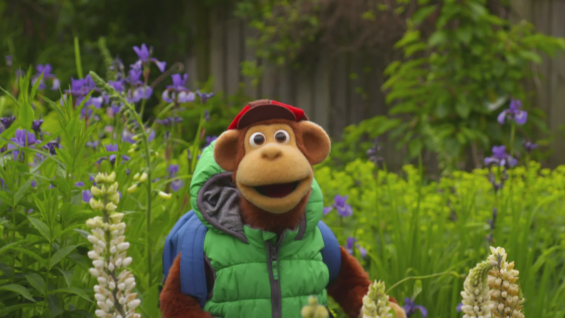 Watch Milkshake! Monkey's Amazing Adventures: Milkshake! Monkey's ...