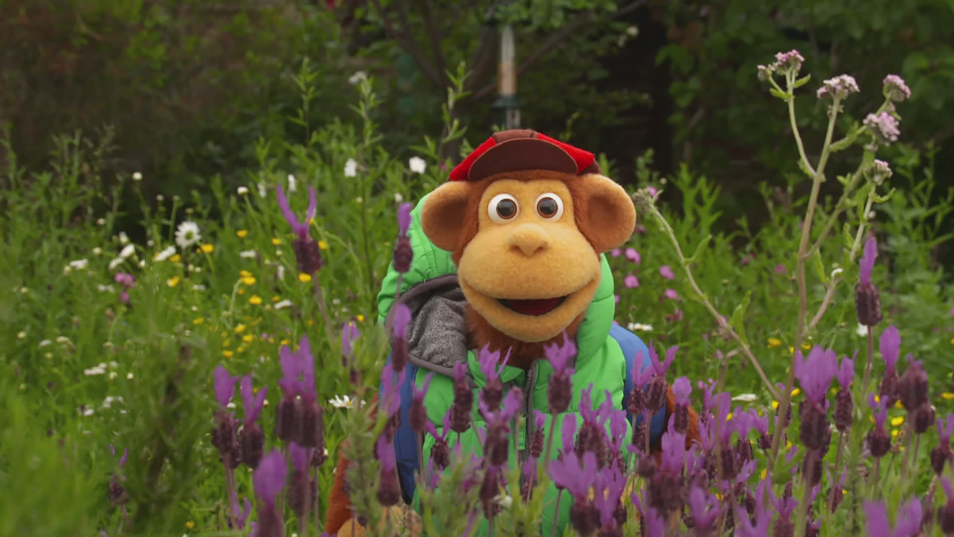 Watch Milkshake! Monkey's Amazing Adventures: Milkshake! Monkey's ...