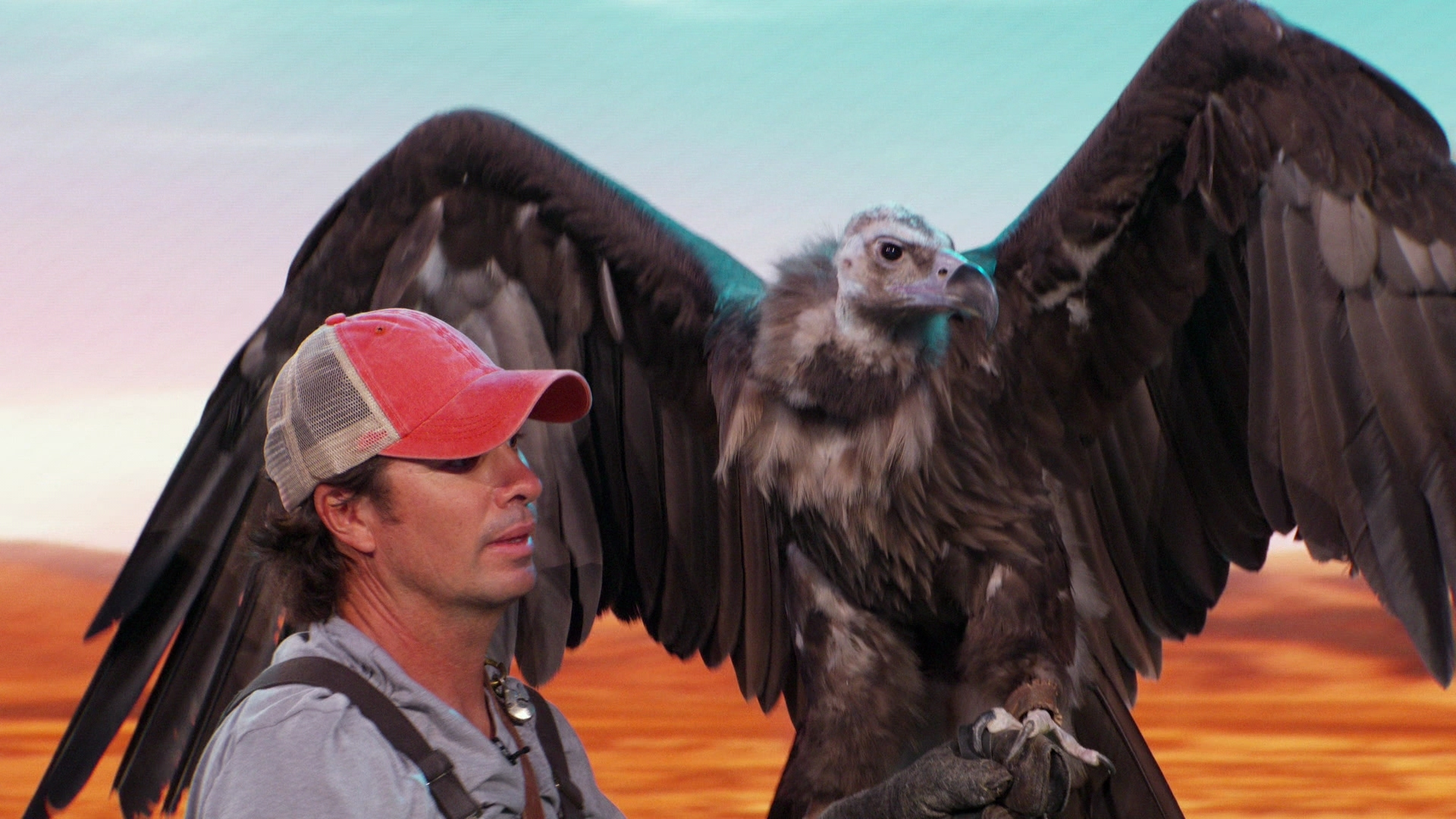 Watch Unleashed Season 1 Episode 9: Watch This Like A Hawk ...