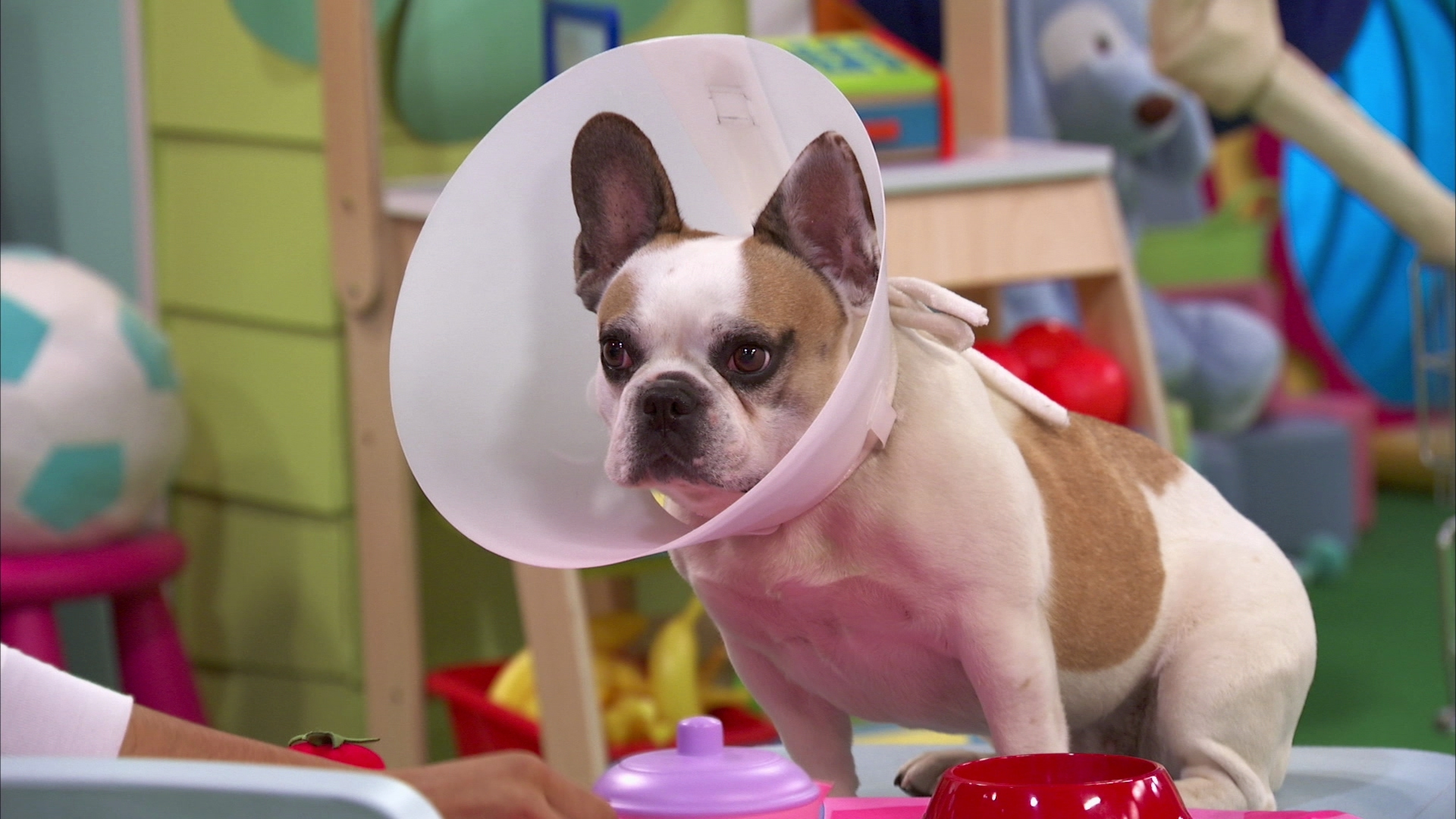 Watch Mutt & Stuff: Mutt & Stuff - Princess & the Cone - Full Show on ...