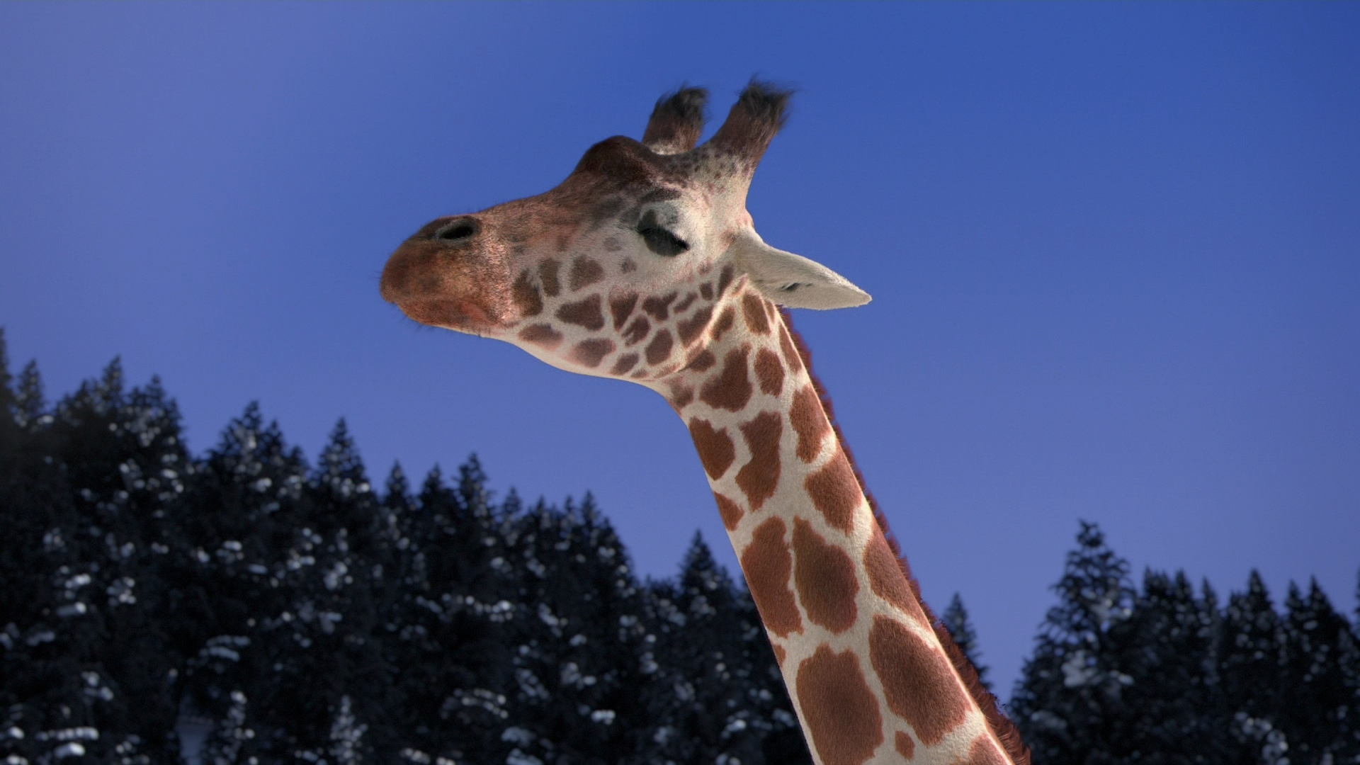 Watch Athleticus: Athleticus - Freestyle aerial jumps - Full Show on ...