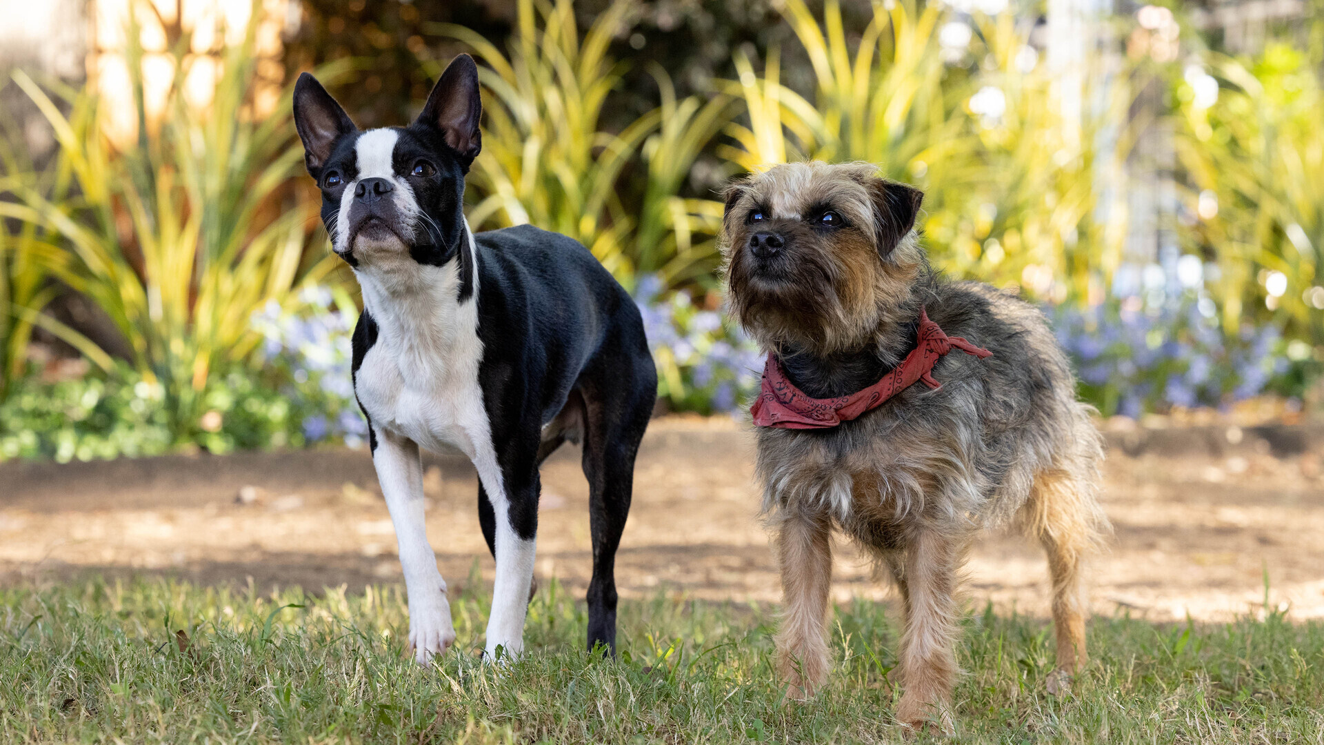 Strays - Watch Full Movie on Paramount+ Australia