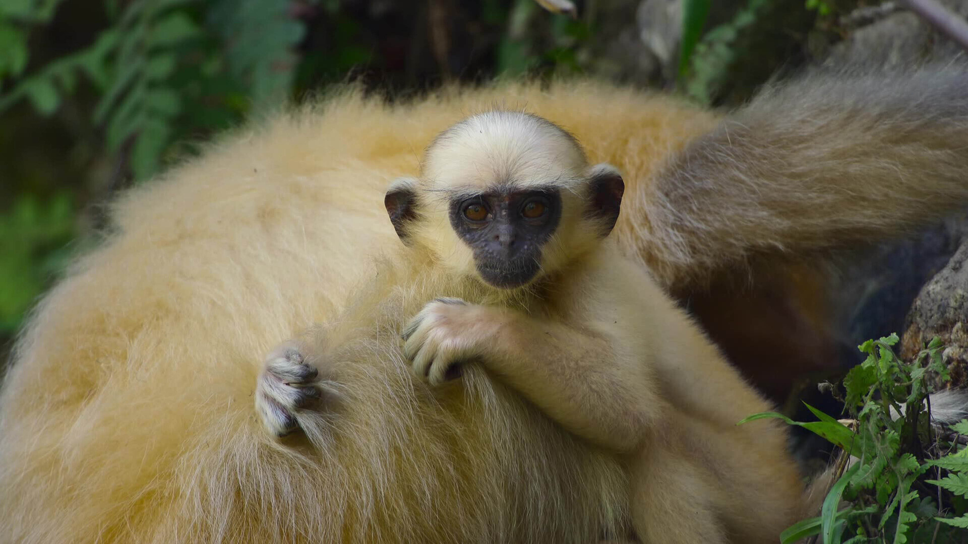 Watch David Attenborough's Parenthood Season 1 Episode 6: Jungles ...