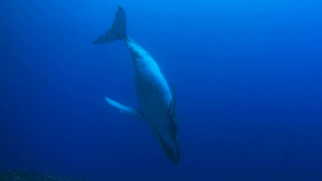 Watch CBS Evening News: Marine biologist Nan Hauser has studied ...