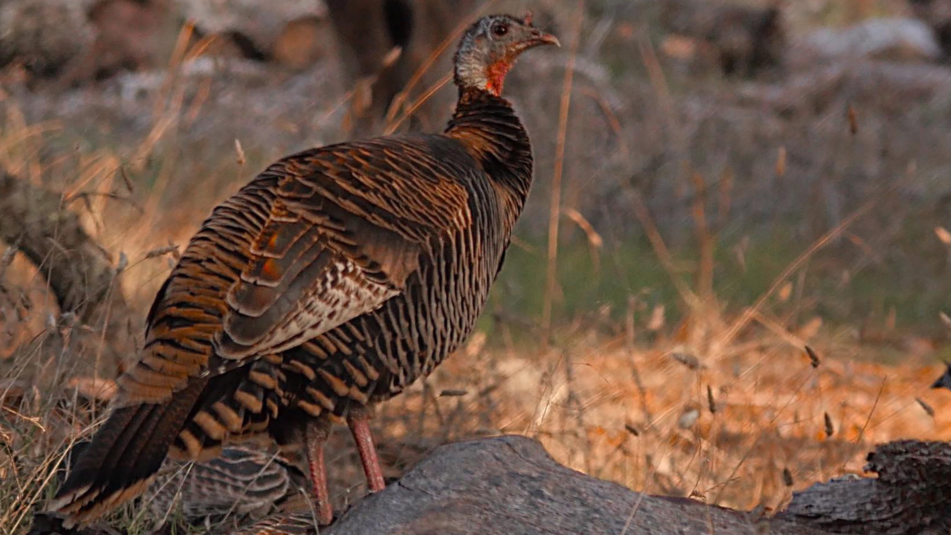 Watch Sunday Morning: Nature: Wild turkeys - Full show on CBS
