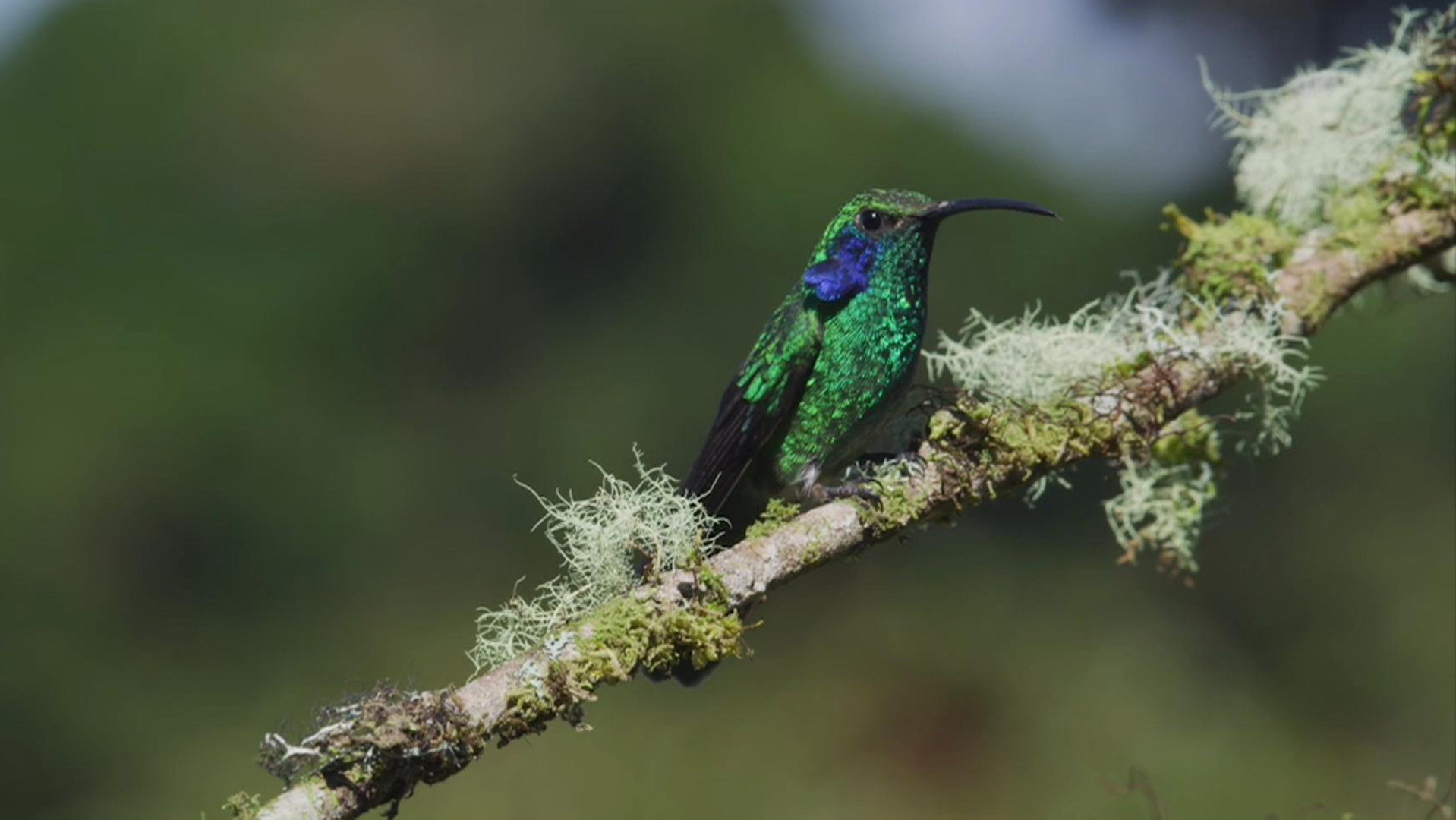 Watch Sunday Morning: Hummingbirds: Fight AND flight - Full show on CBS