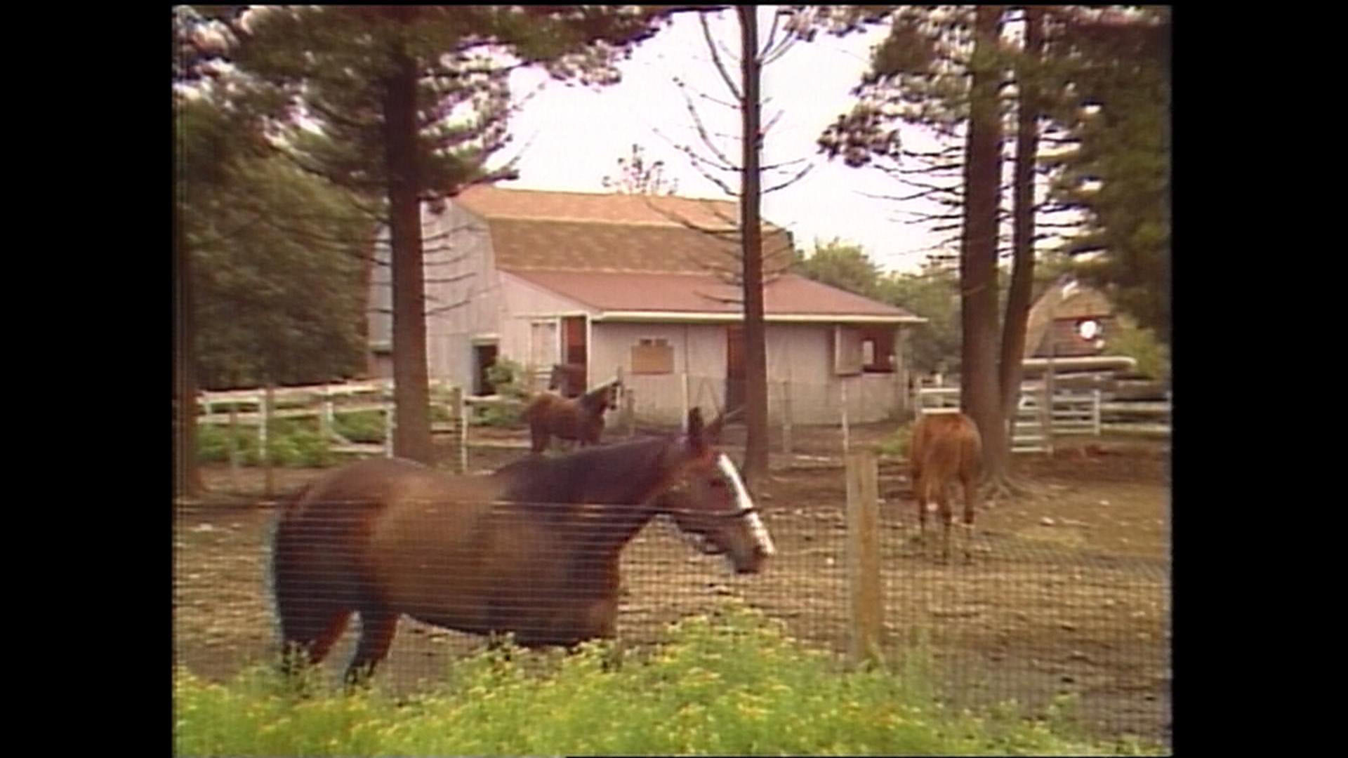 Watch Sunday Morning: From 1990: Rescuing horses for adoption - Full ...