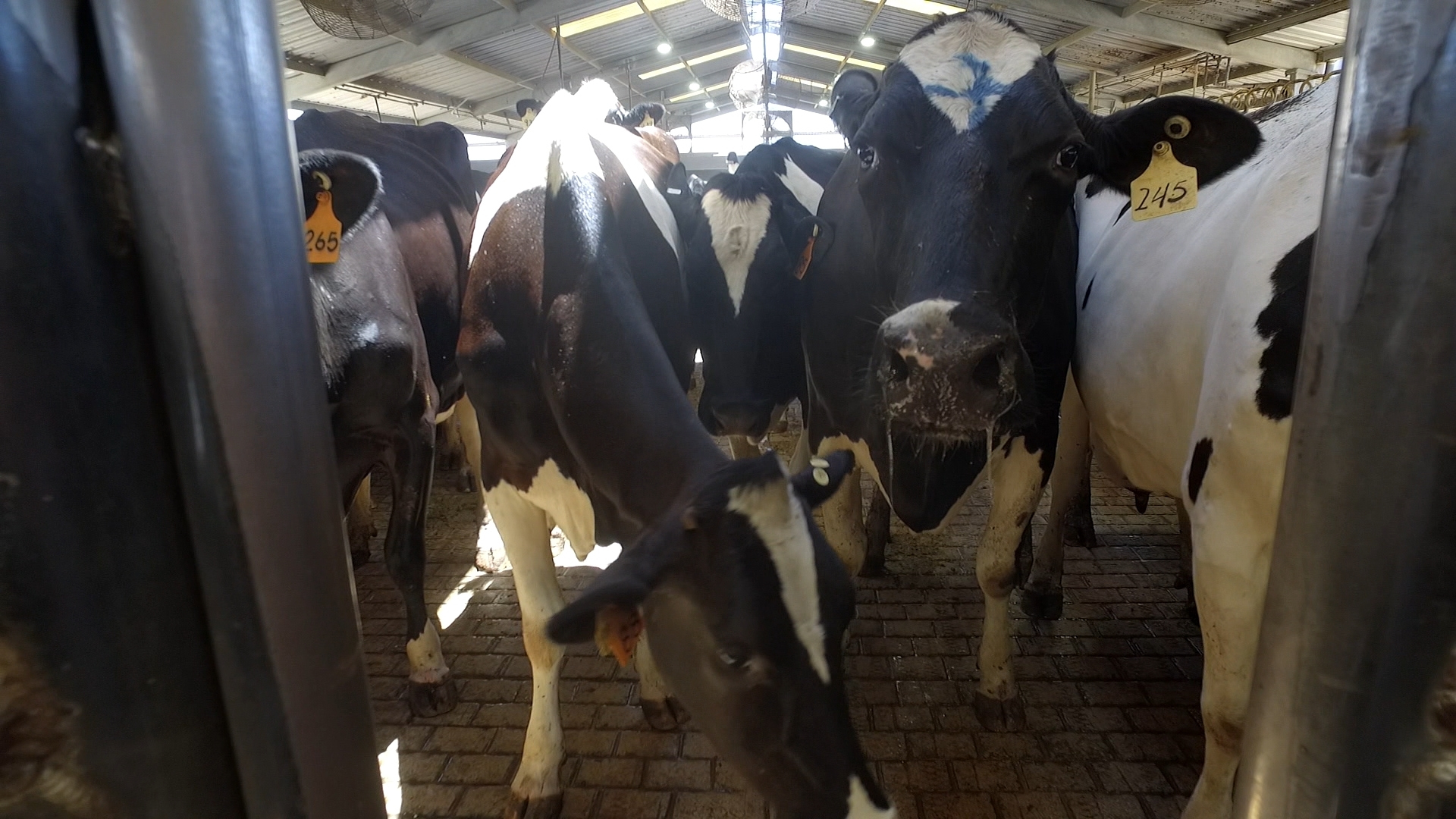 Watch 60 Minutes Overtime How technology is changing America’s farms ...