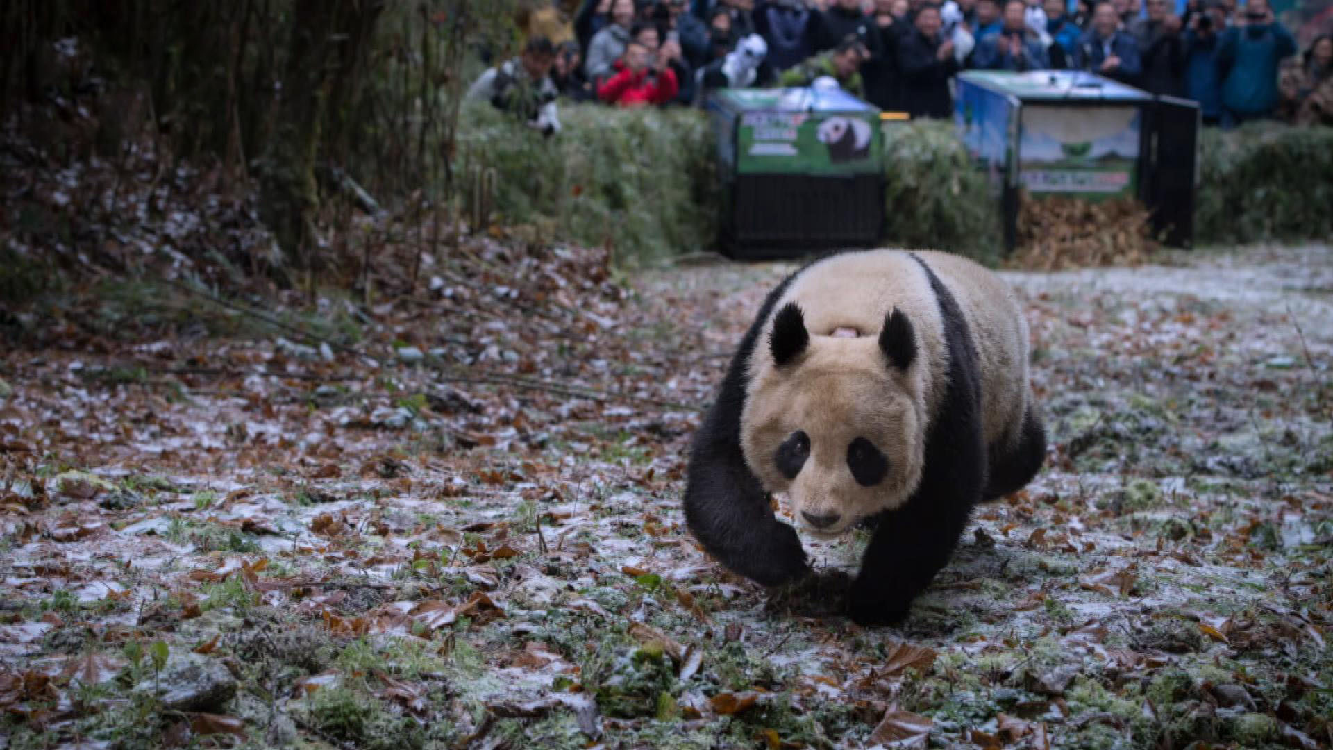 Watch 60 Minutes Overtime: Getting into costume to save pandas - Full ...