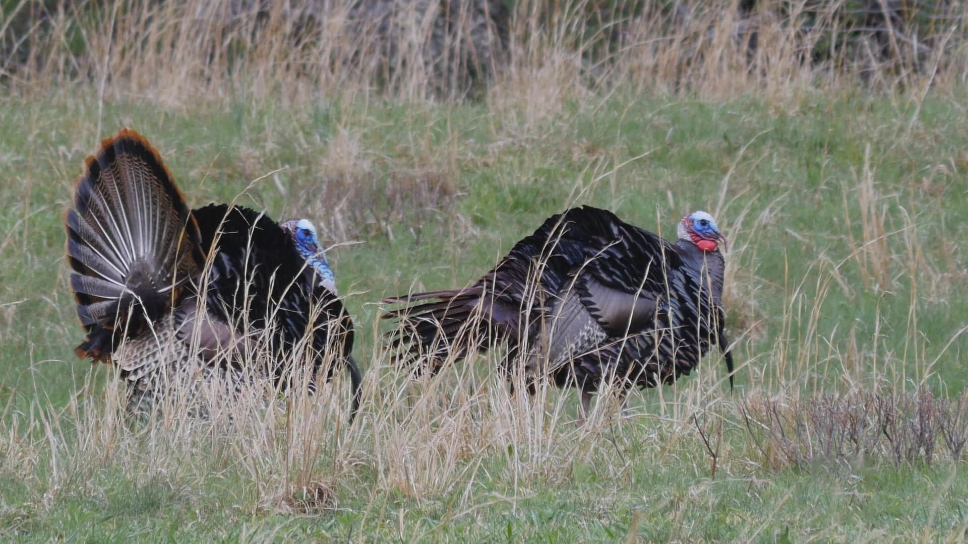 Watch Sunday Morning: Nature: Turkeys in the Great Smoky Mountains ...