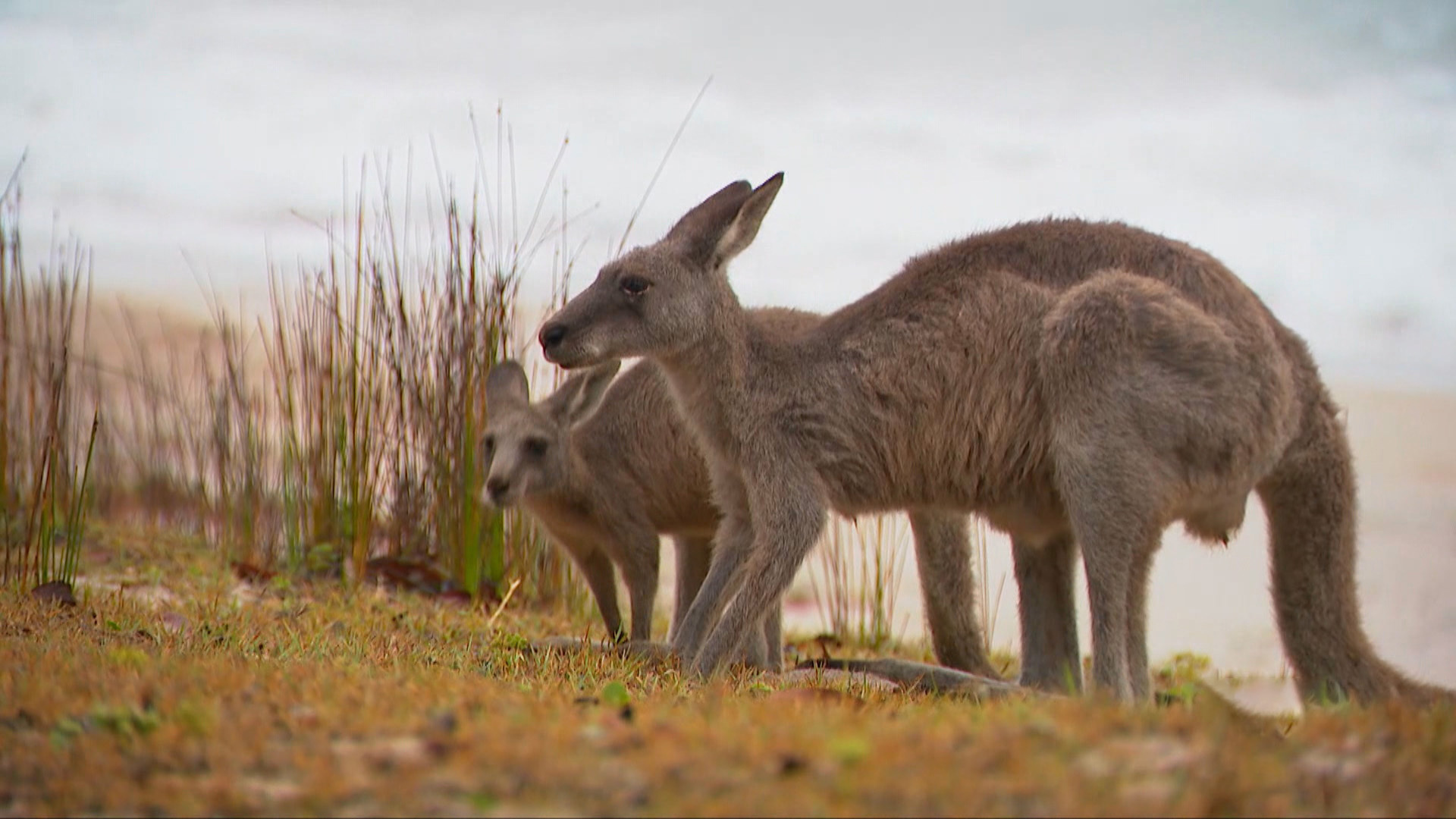 Watch Sunday Morning: Nature: Kangaroos - Full show on CBS