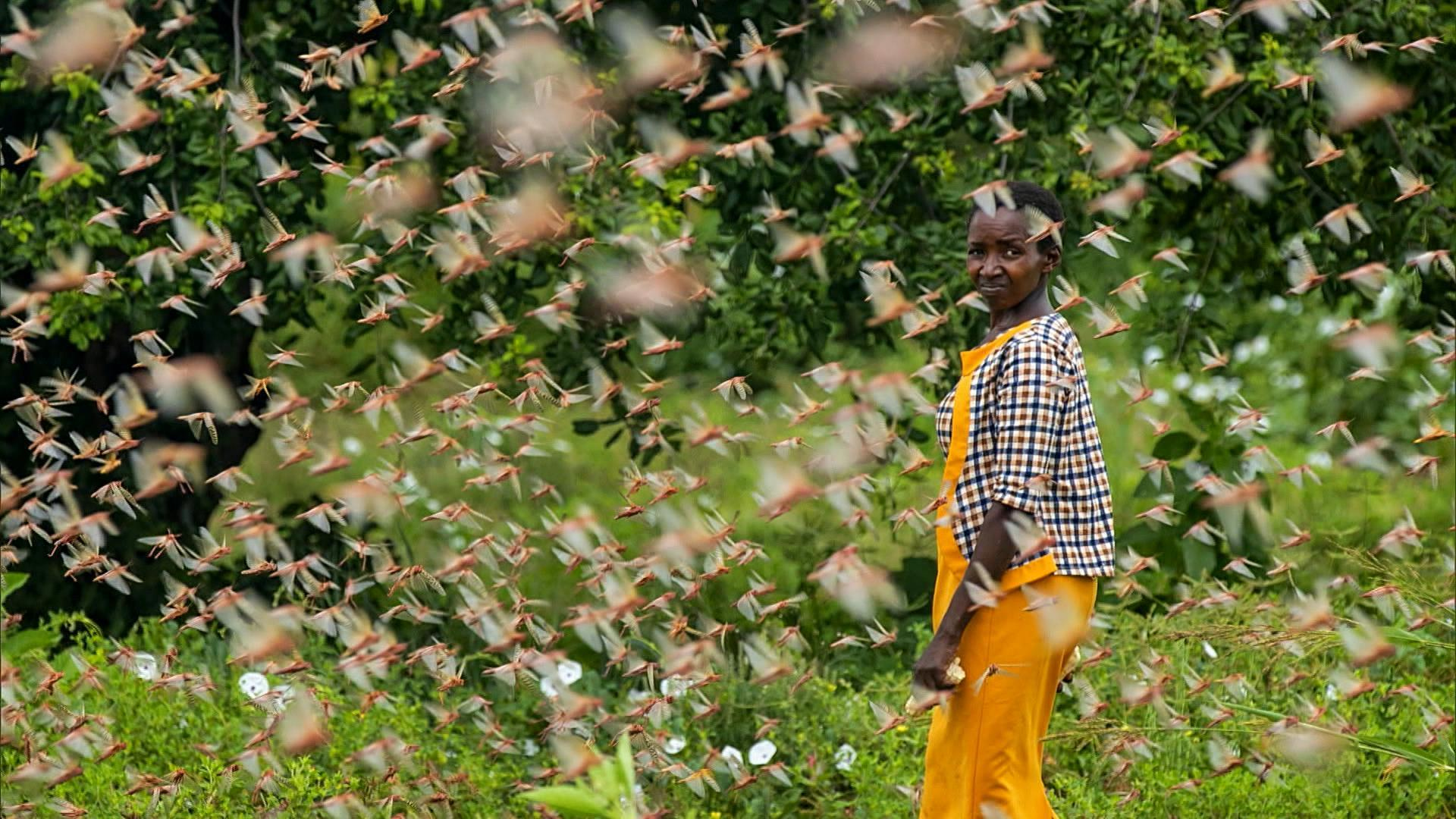 Watch Sunday Morning: East Africa's plague of locusts - Full show on CBS