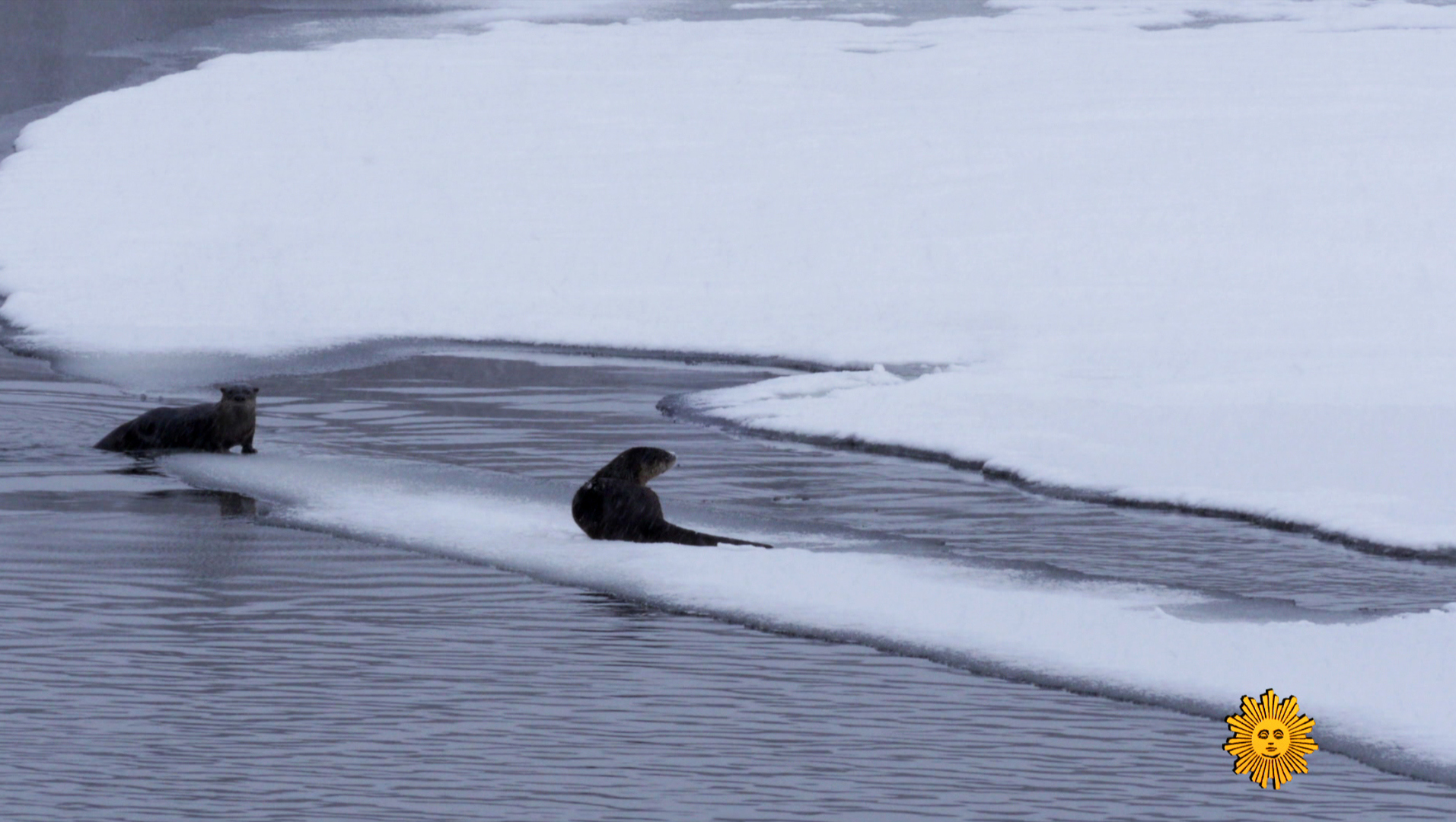 Watch Sunday Morning: Nature: River otters - Full show on CBS