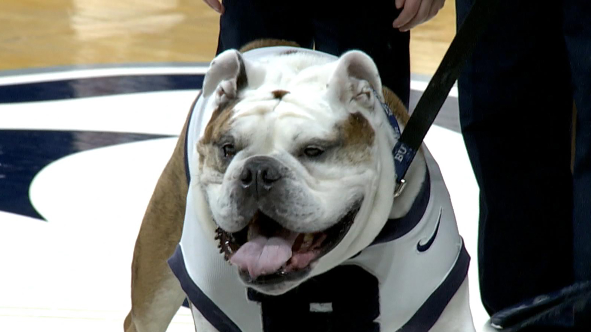 Watch CBS Evening News: Butler University's bulldog retiring after 7 ...