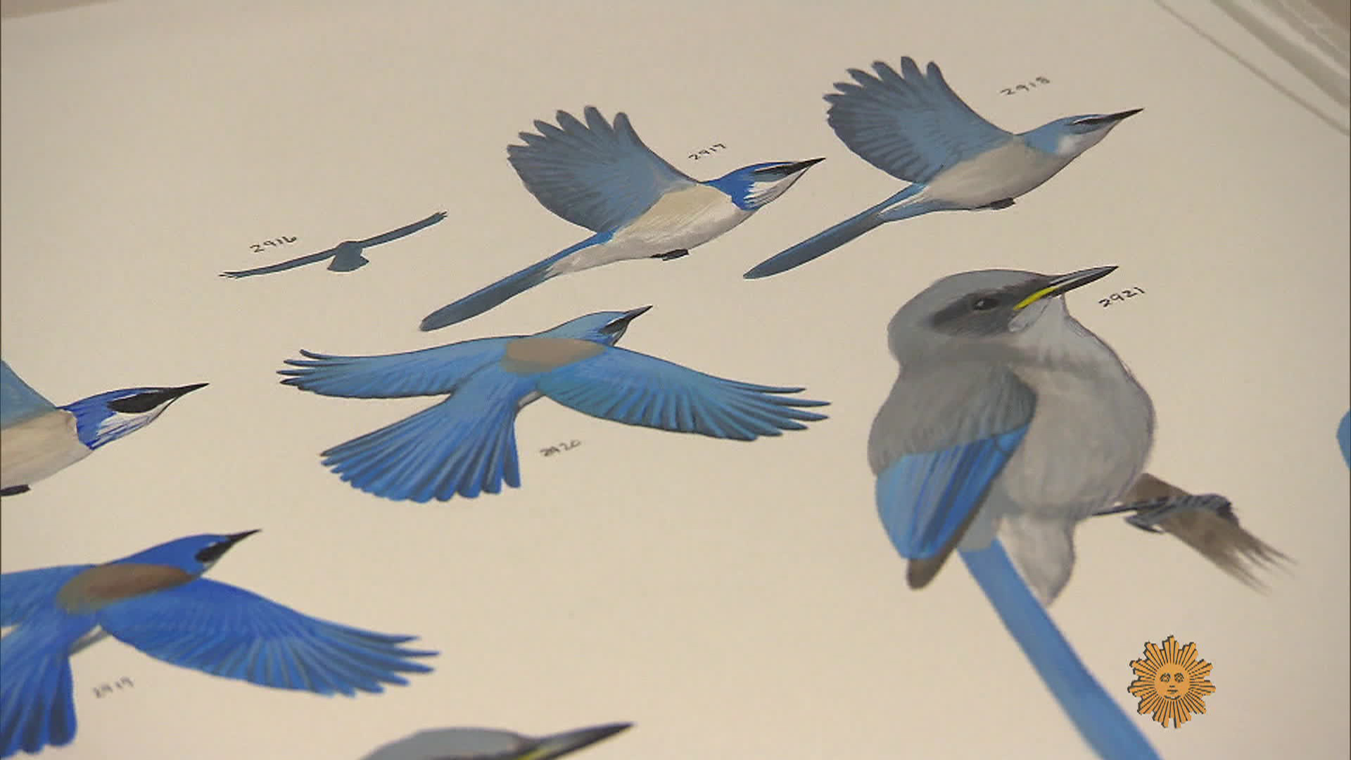 Watch Sunday Morning: Bird illustrator David Allen Sibley - Full show ...