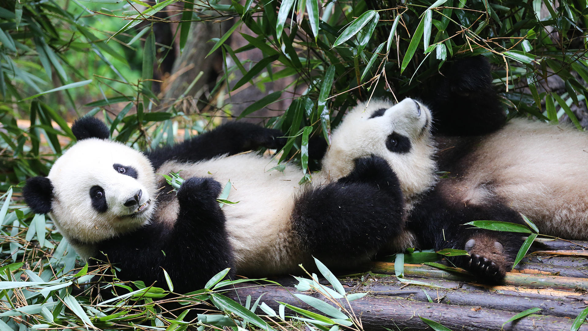 Watch 60 Minutes Helping giant pandas make a comeback - Paramount+