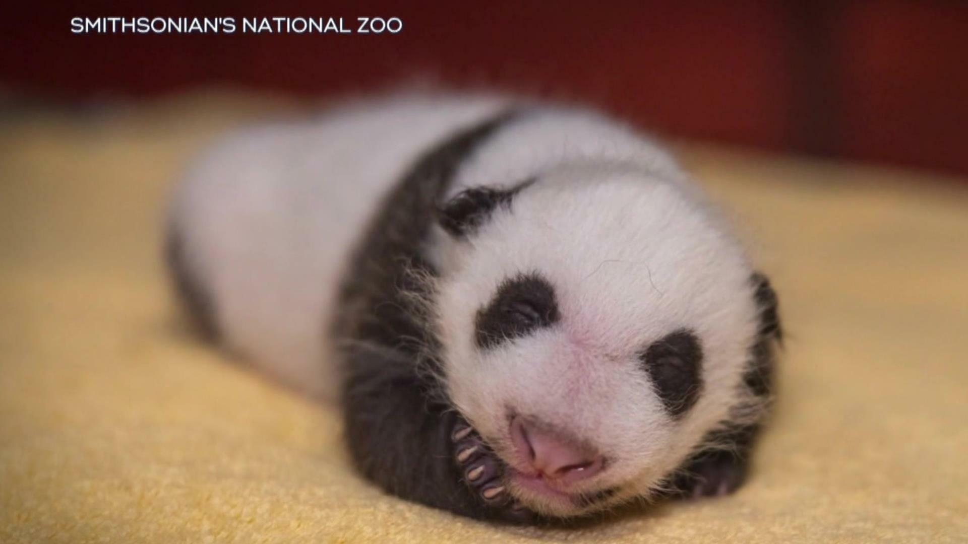 Watch CBS Evening News: Public can pick a name for this adorable panda ...