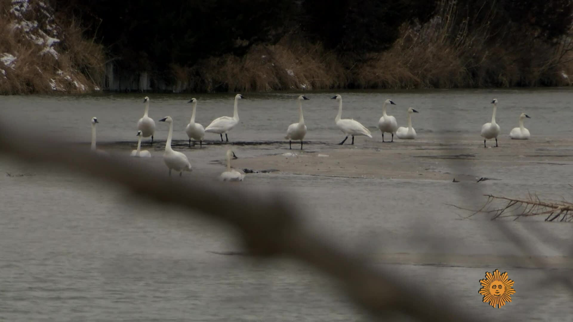 Watch Sunday Morning: Nature: Trumpeter swans - Full show on CBS