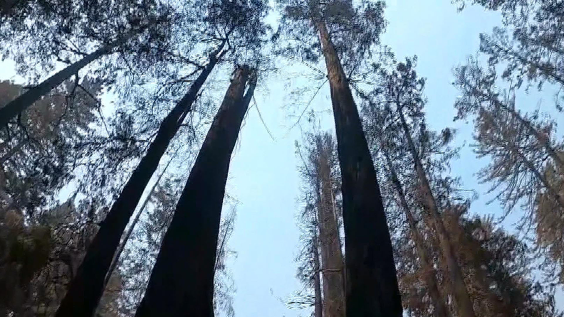 Watch CBS Evening News: California's redwoods struggle after fires ...