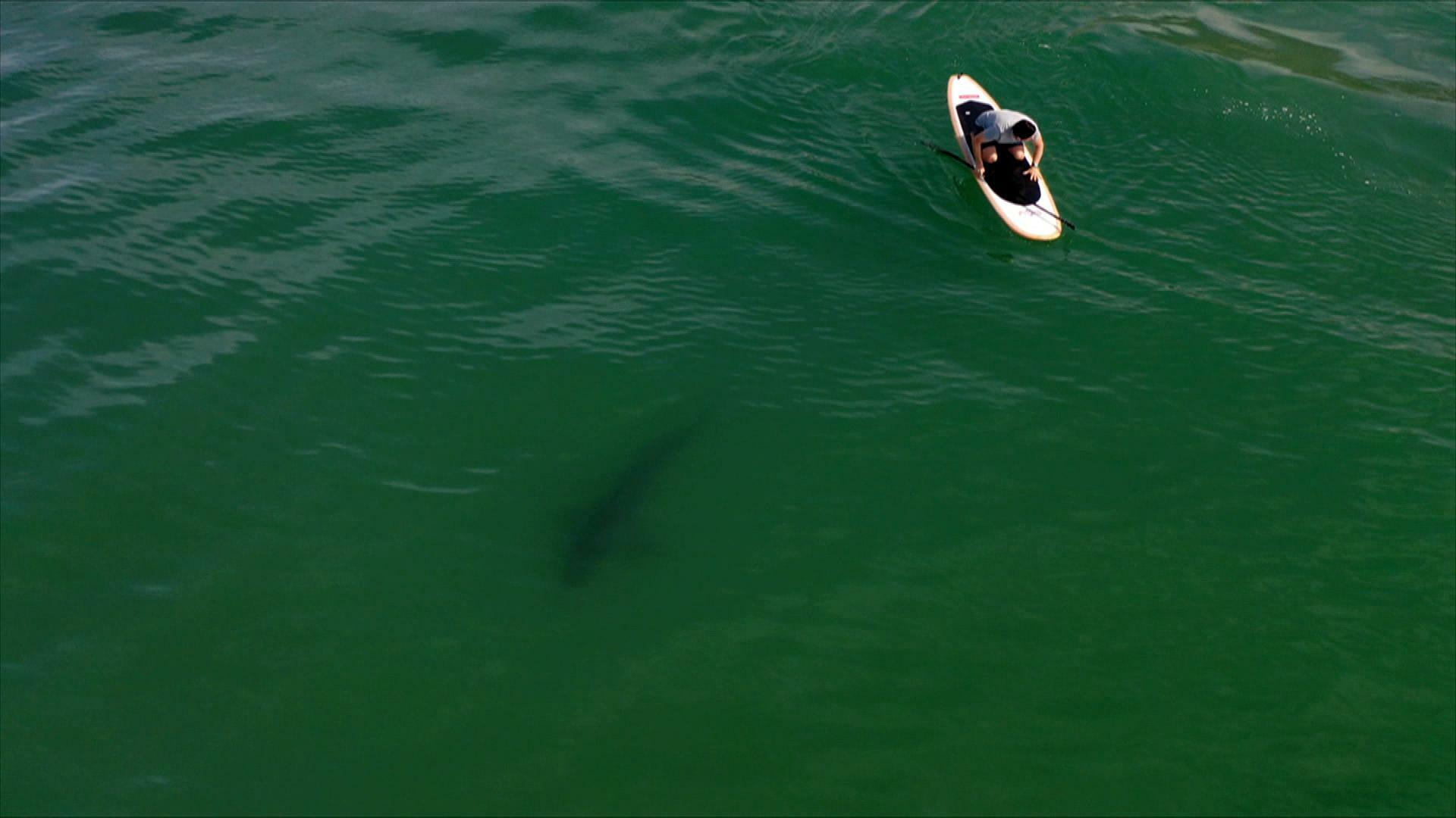 Watch CBS This Morning Season Episode : Drone video captures human encounters with great white ...