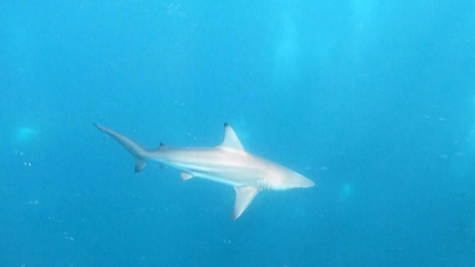 Watch CBS Evening News: Shark sightings in South Africa becoming rare ...