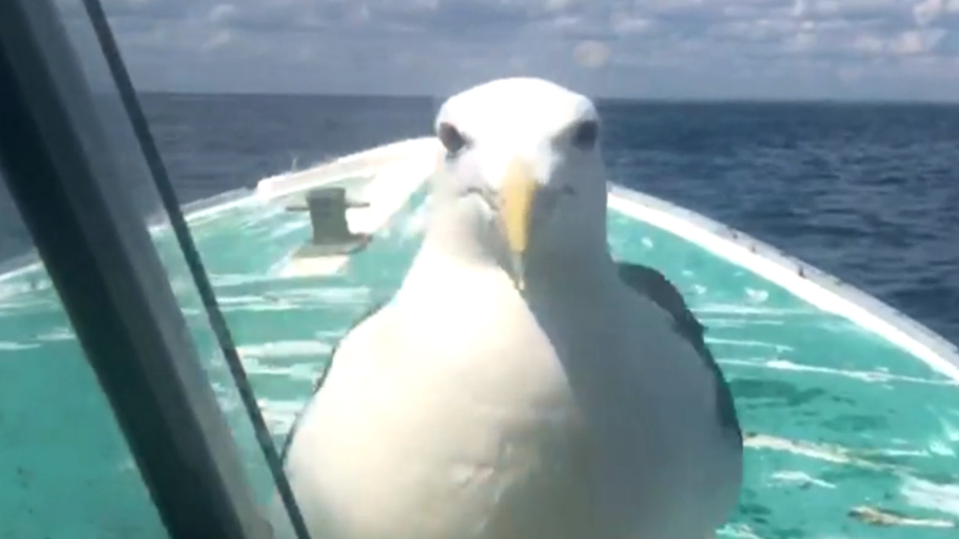 Watch CBS Evening News: Children's book memorializes captain, seagull ...
