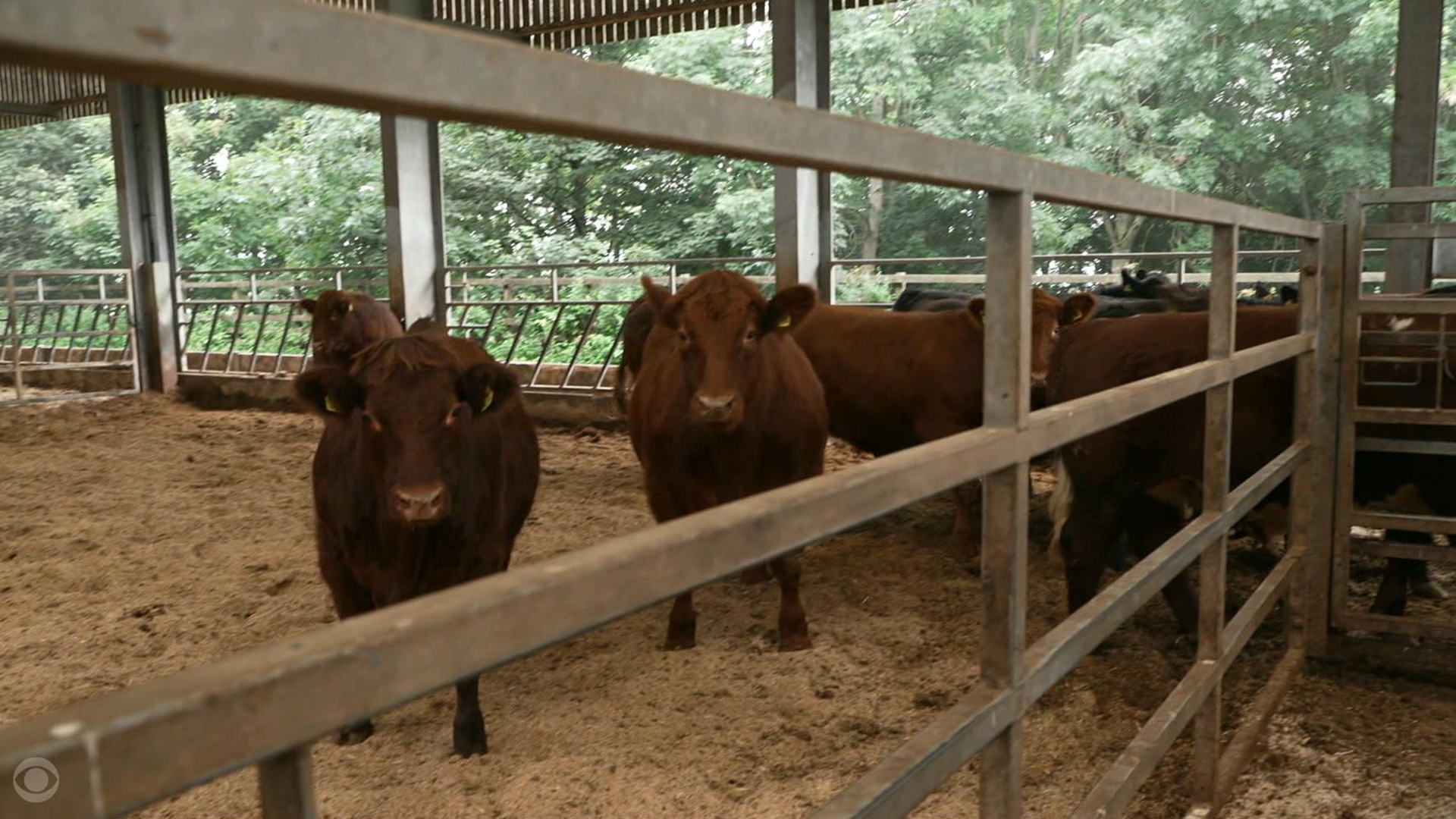 Watch CBS Evening News How cows are fueling the climate crisis - Paramount+