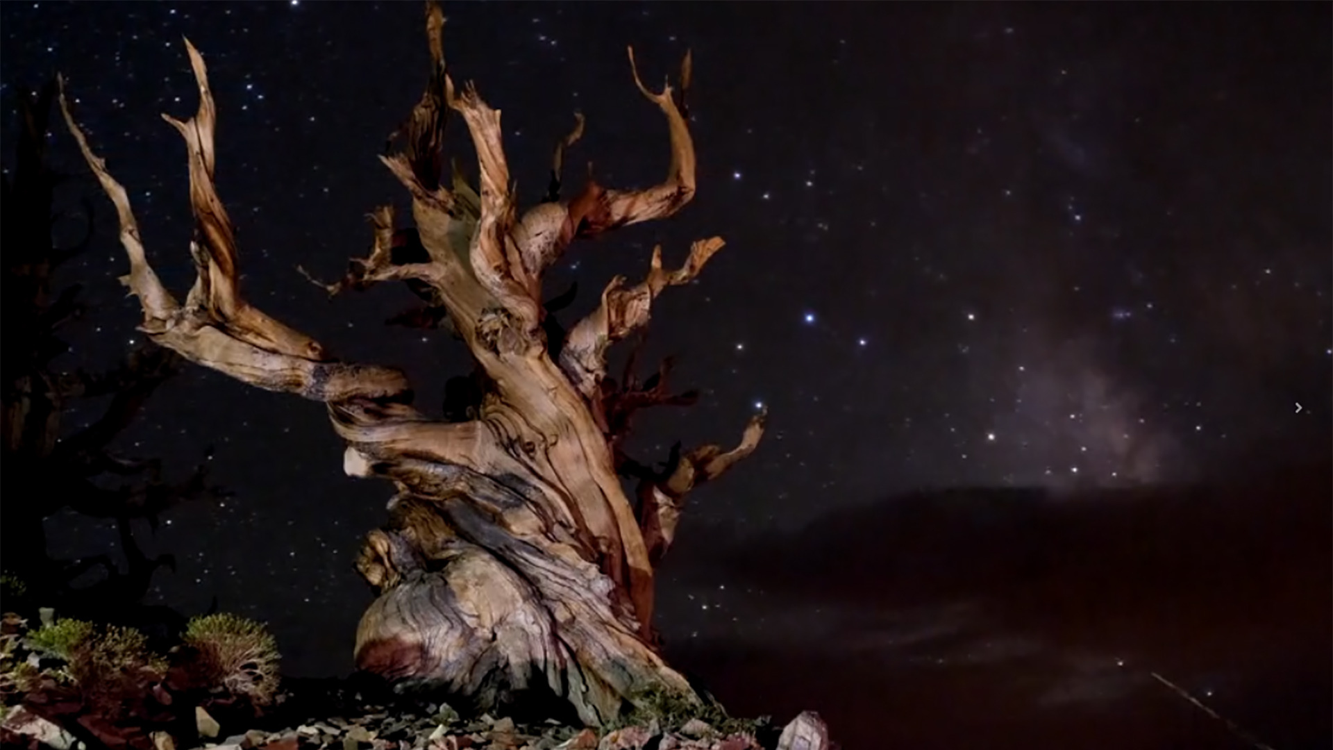 Watch Sunday Morning Season Episode : The world's oldest trees - Paramount+