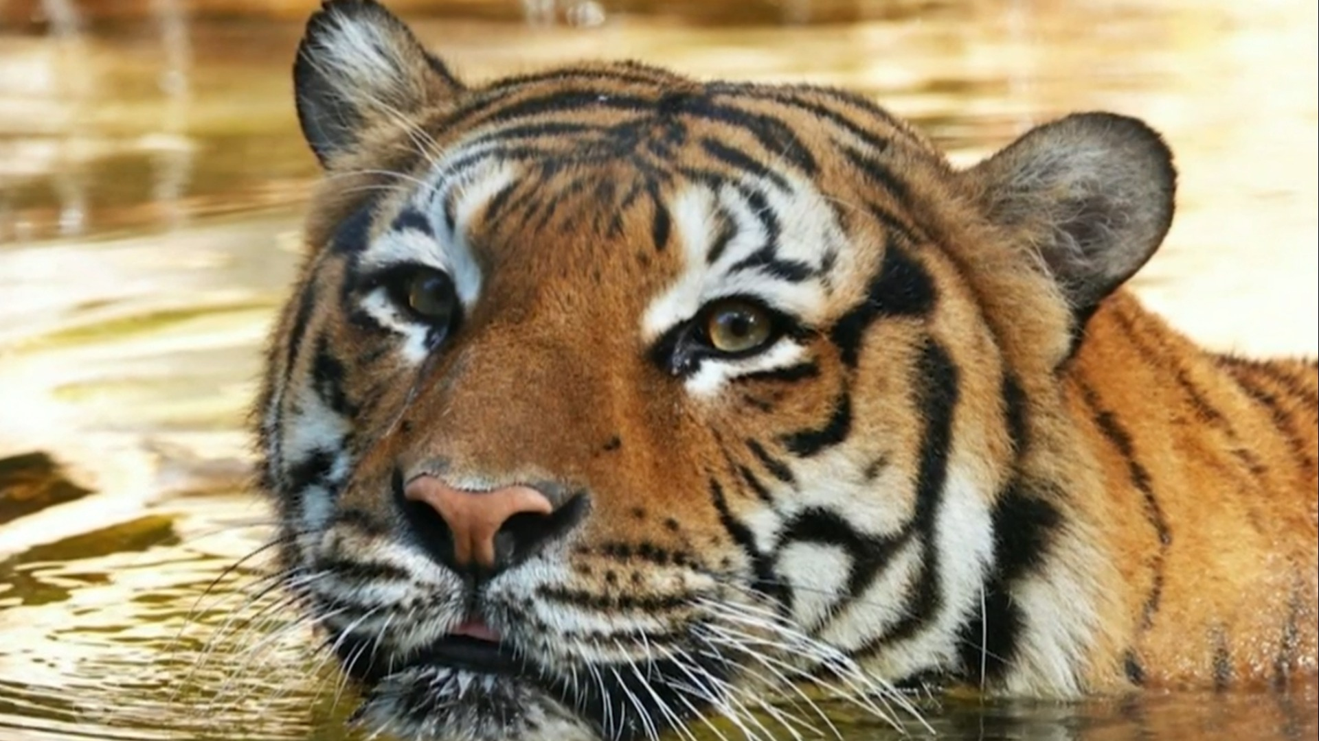 Watch CBS Evening News Season Episode : Tiger killed after grabbing man ...