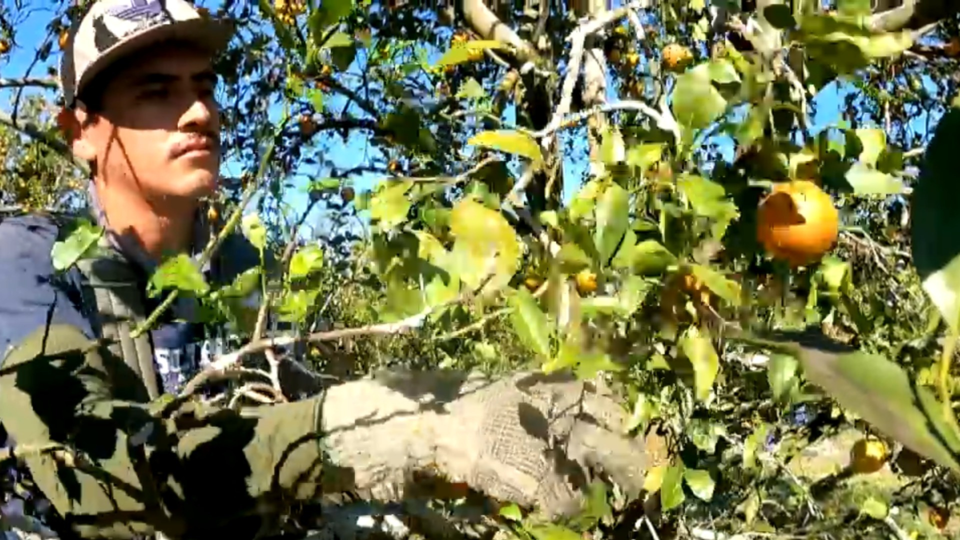 Watch CBS Evening News: Citrus disease driving up orange prices - Full ...